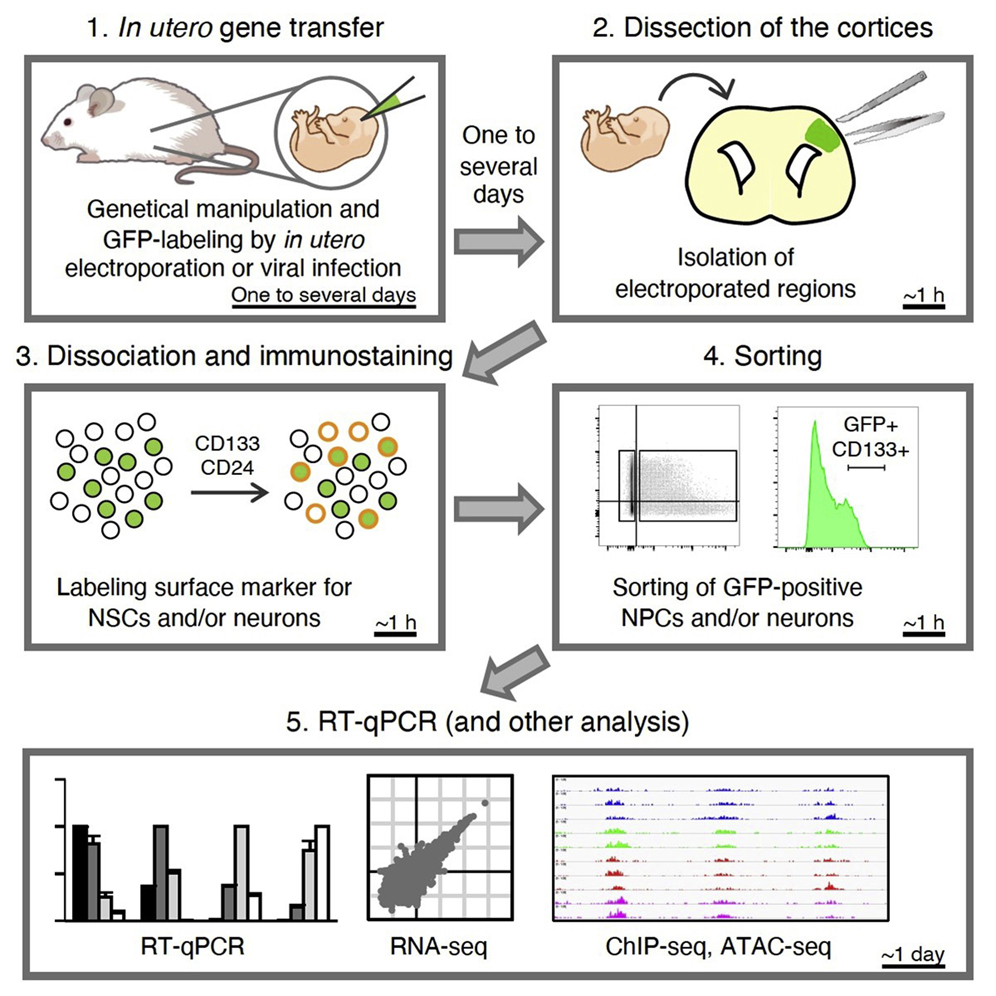 Cell Press: STAR Protocols