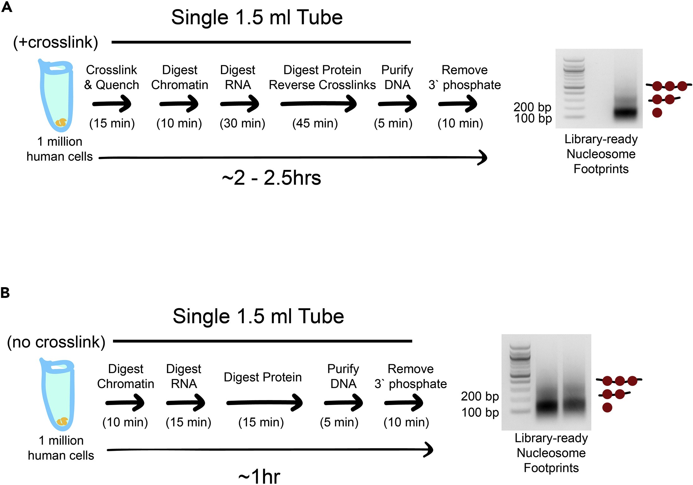Cell Press: STAR Protocols