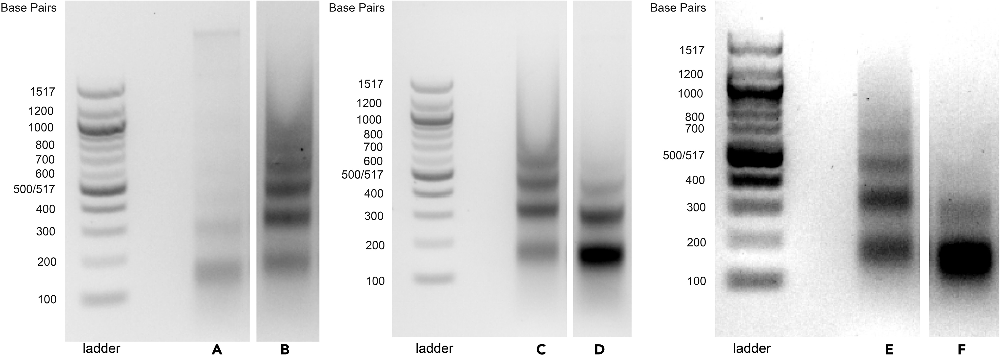 Cell Press: STAR Protocols