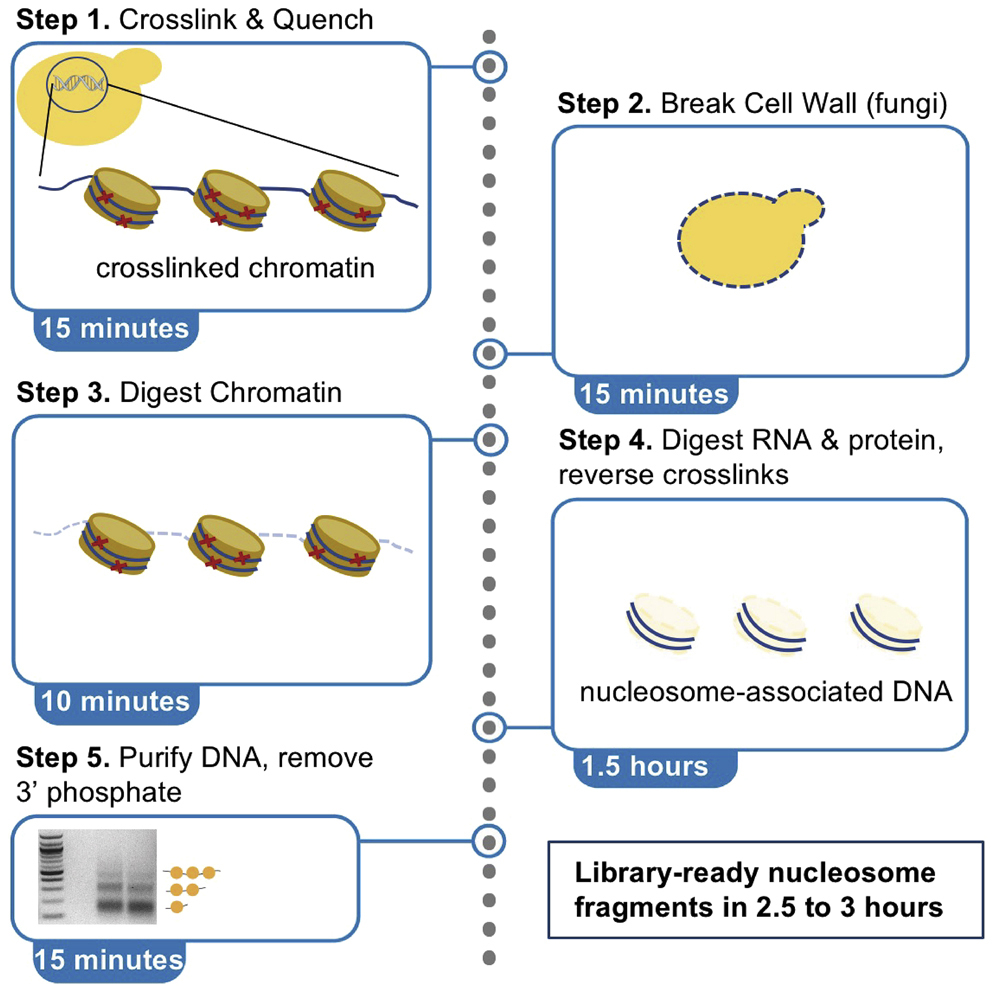 Cell Press: STAR Protocols
