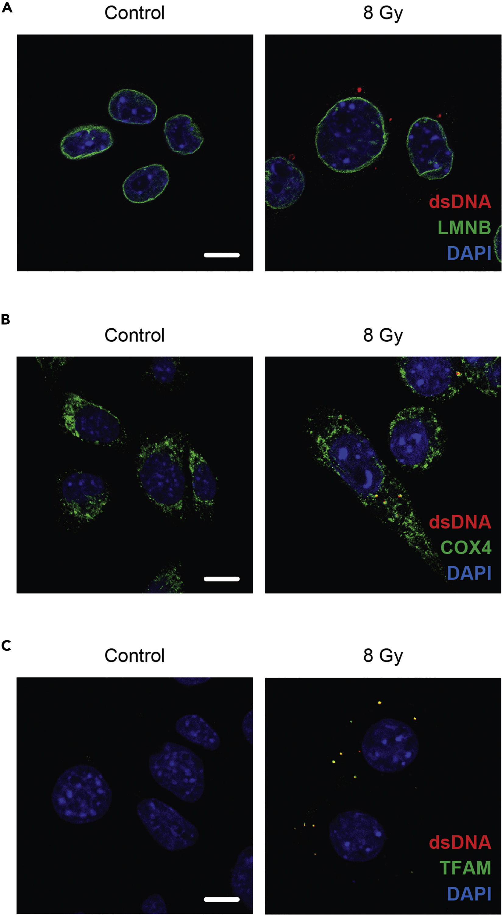 Cell Press: STAR Protocols