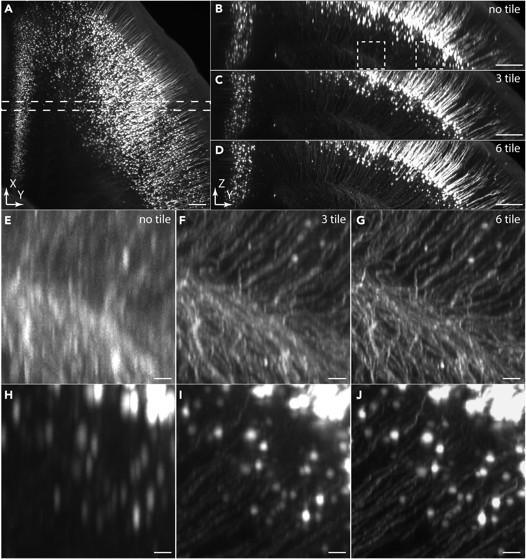 Cell Press: STAR Protocols