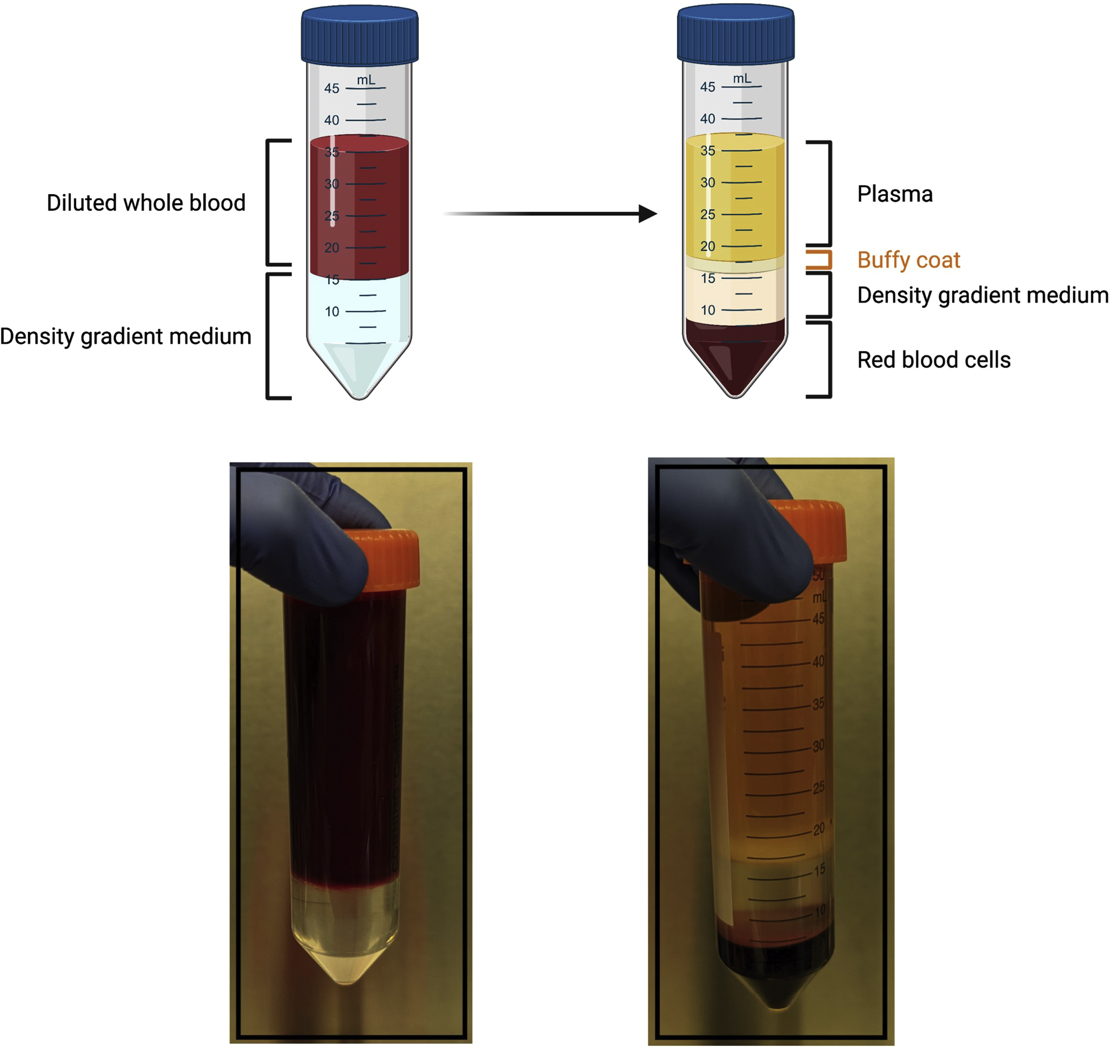 Cell Press: STAR Protocols