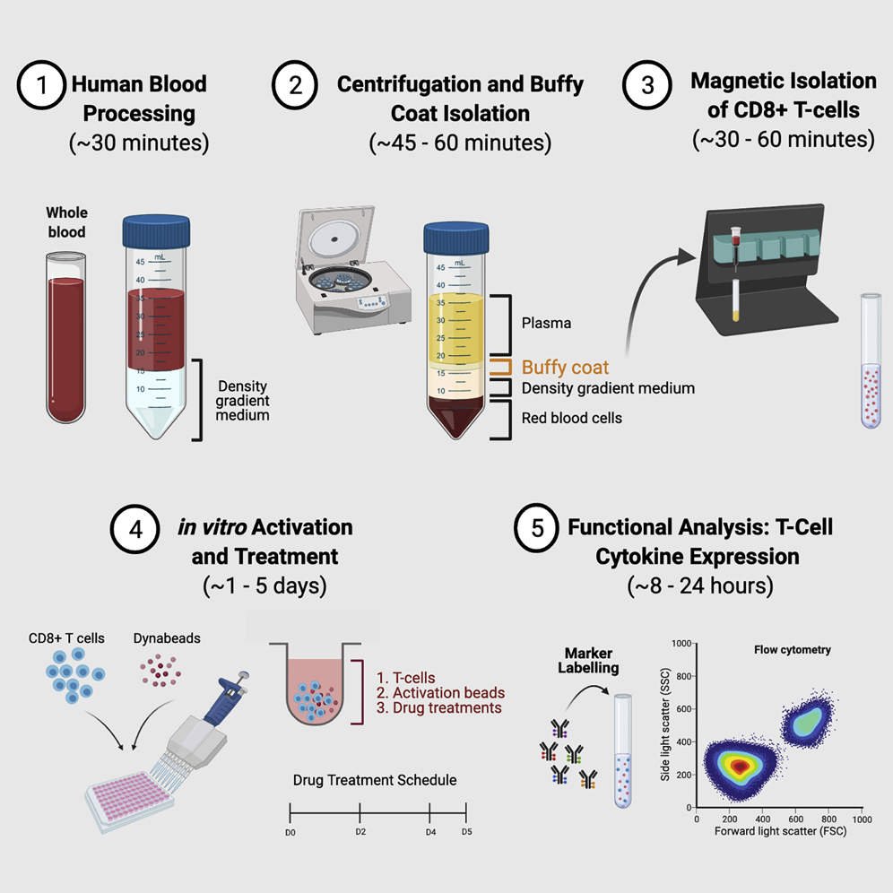 Cell Press: STAR Protocols