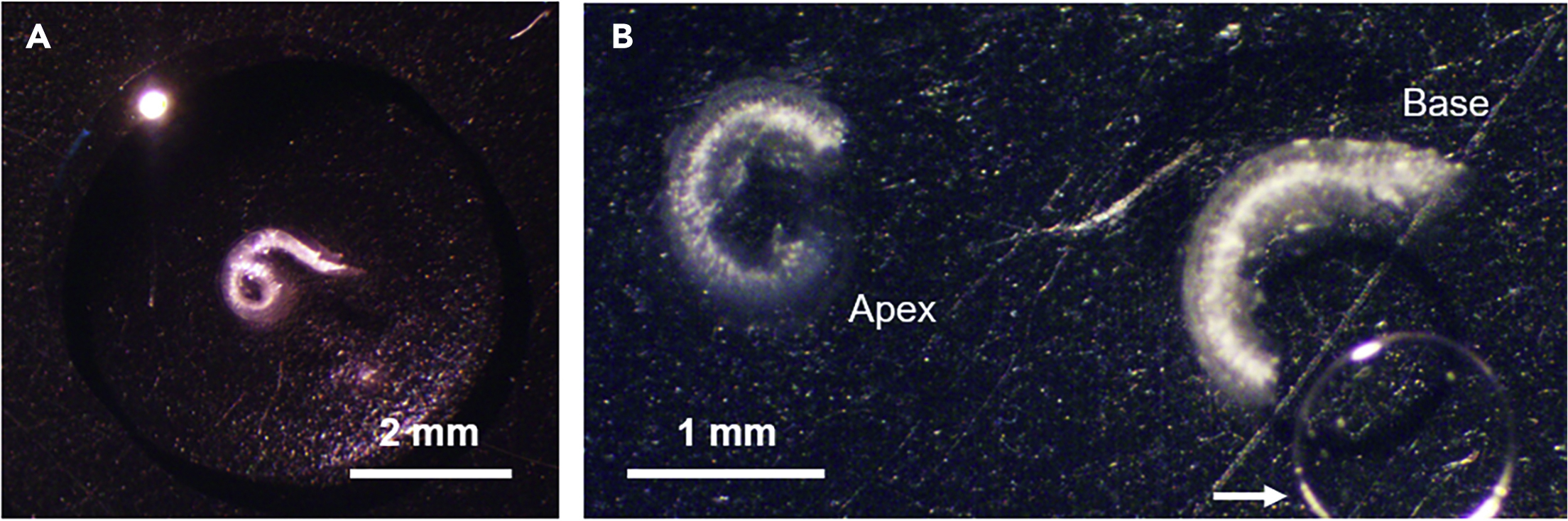 Cell Press: STAR Protocols