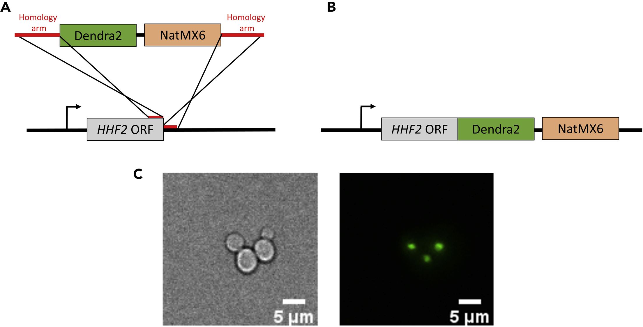 Cell Press: STAR Protocols