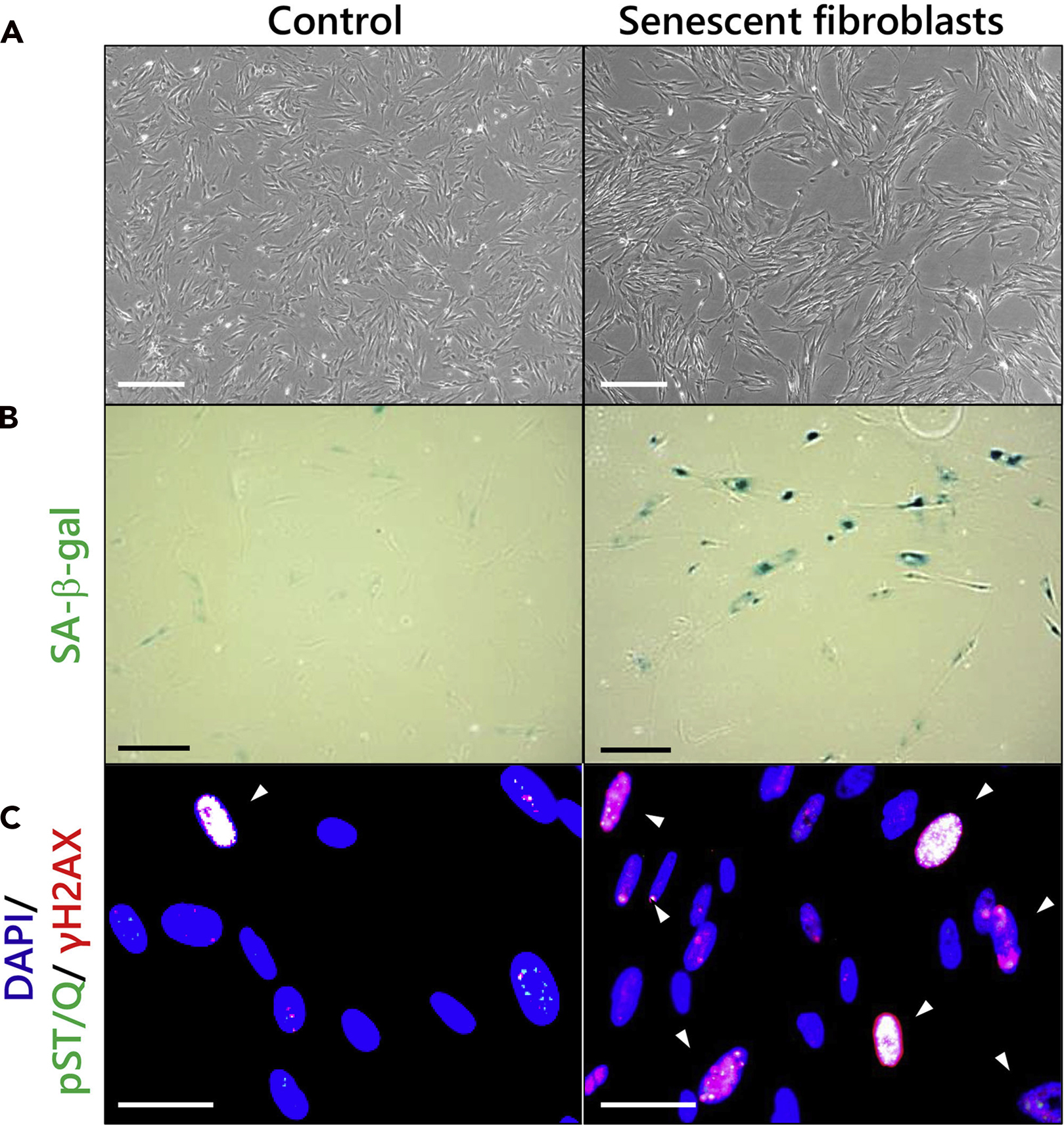 Cell Press: STAR Protocols