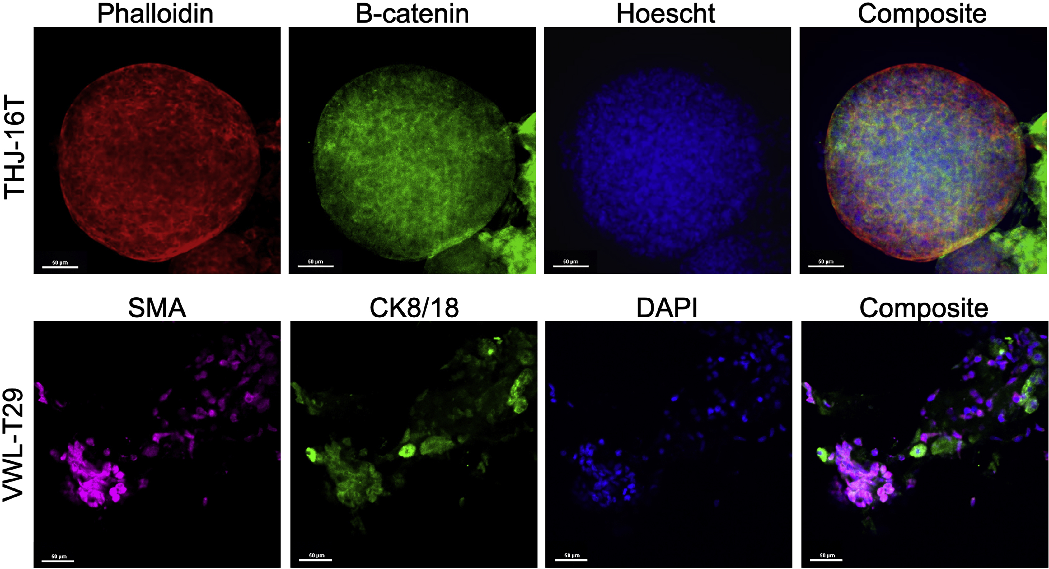 Cell Press: STAR Protocols