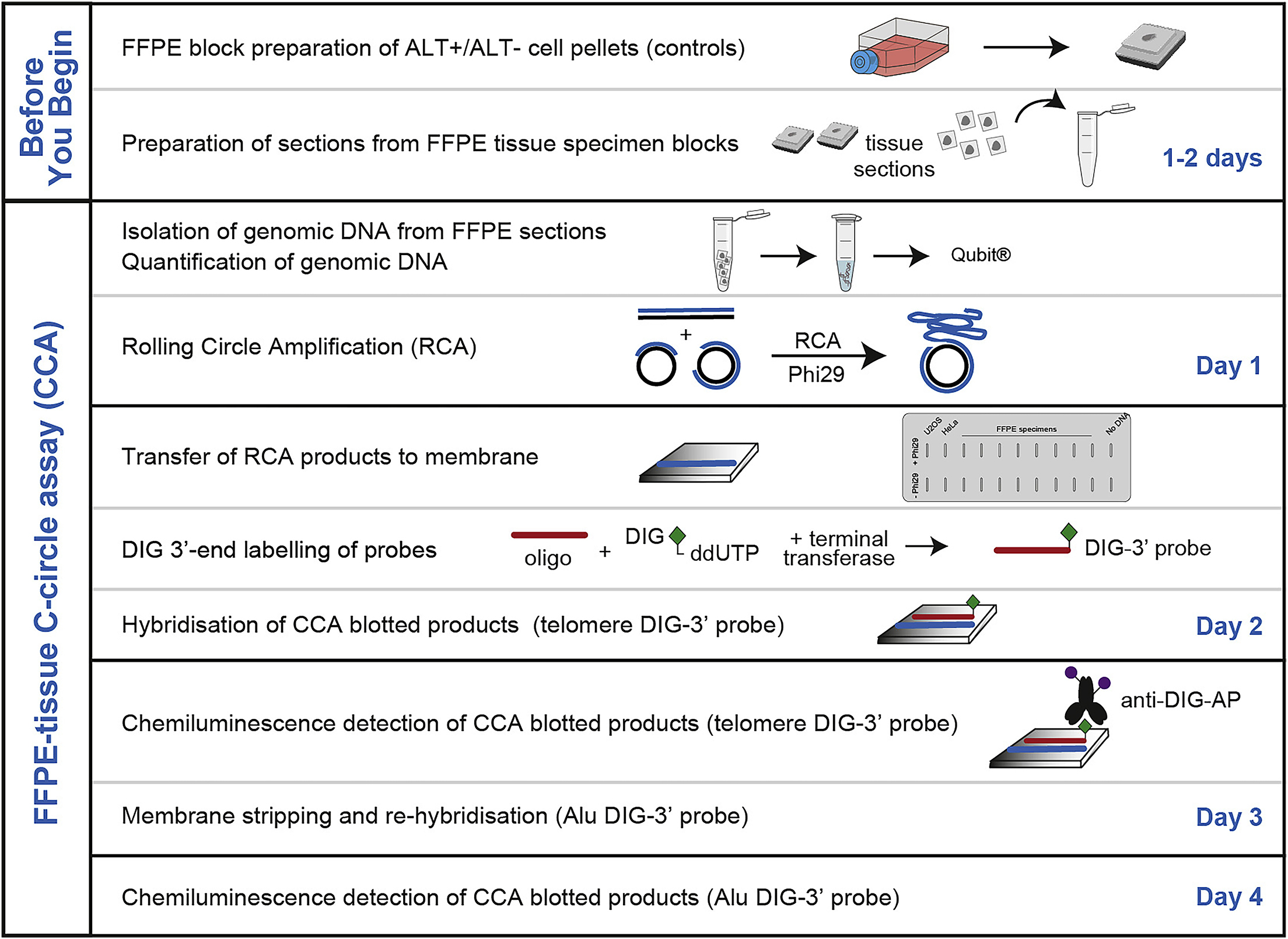 Cell Press: STAR Protocols