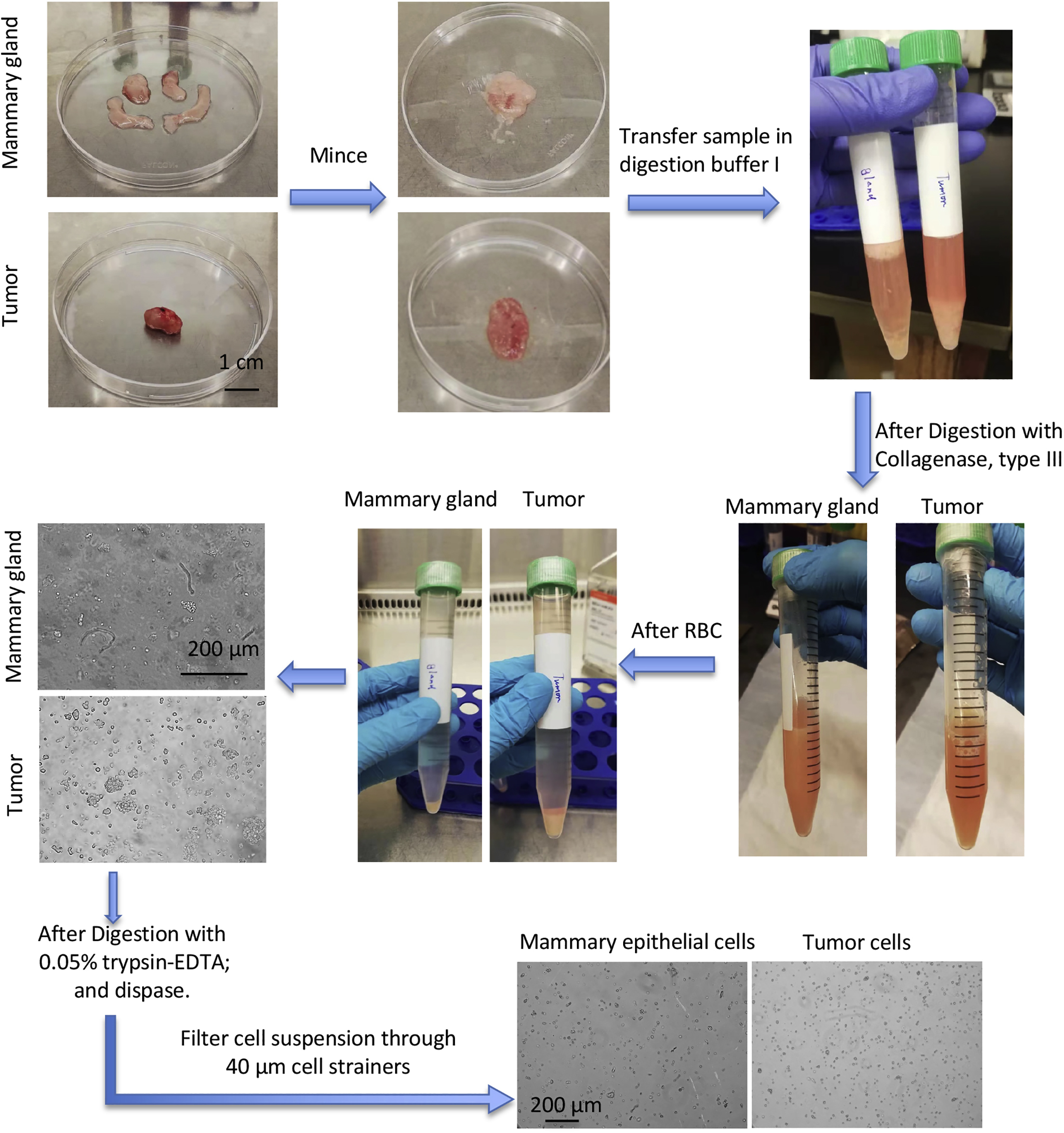 Cell Press: STAR Protocols