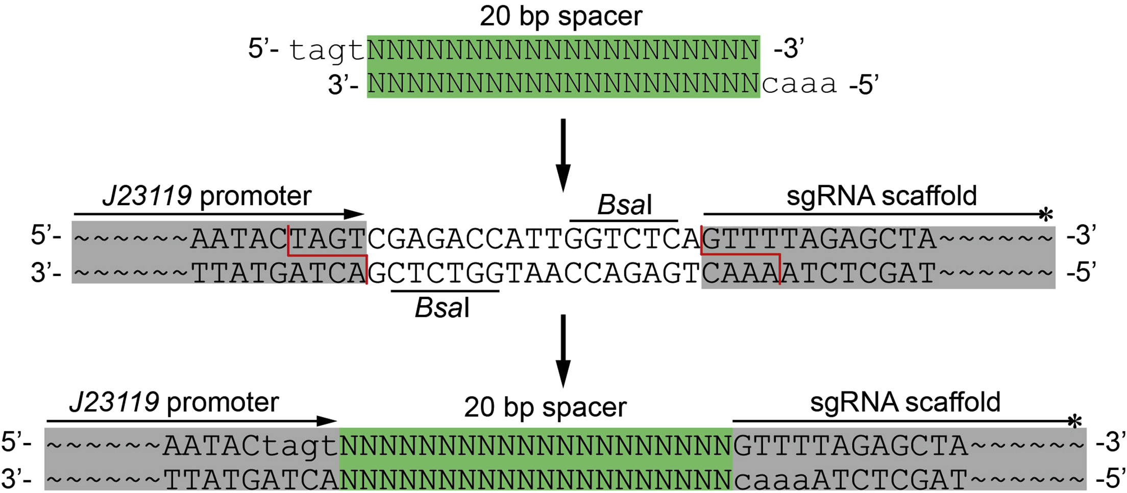 Cell Press: STAR Protocols