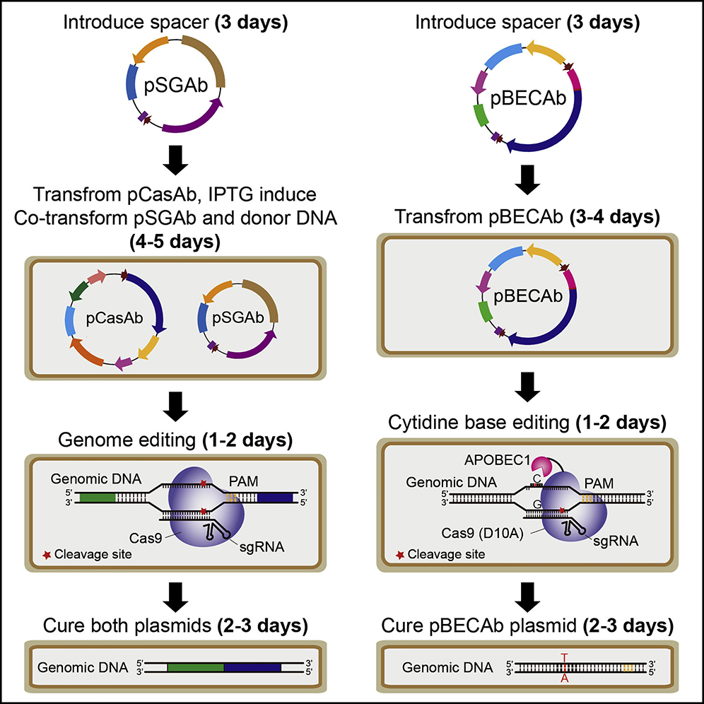 Cell Press: STAR Protocols
