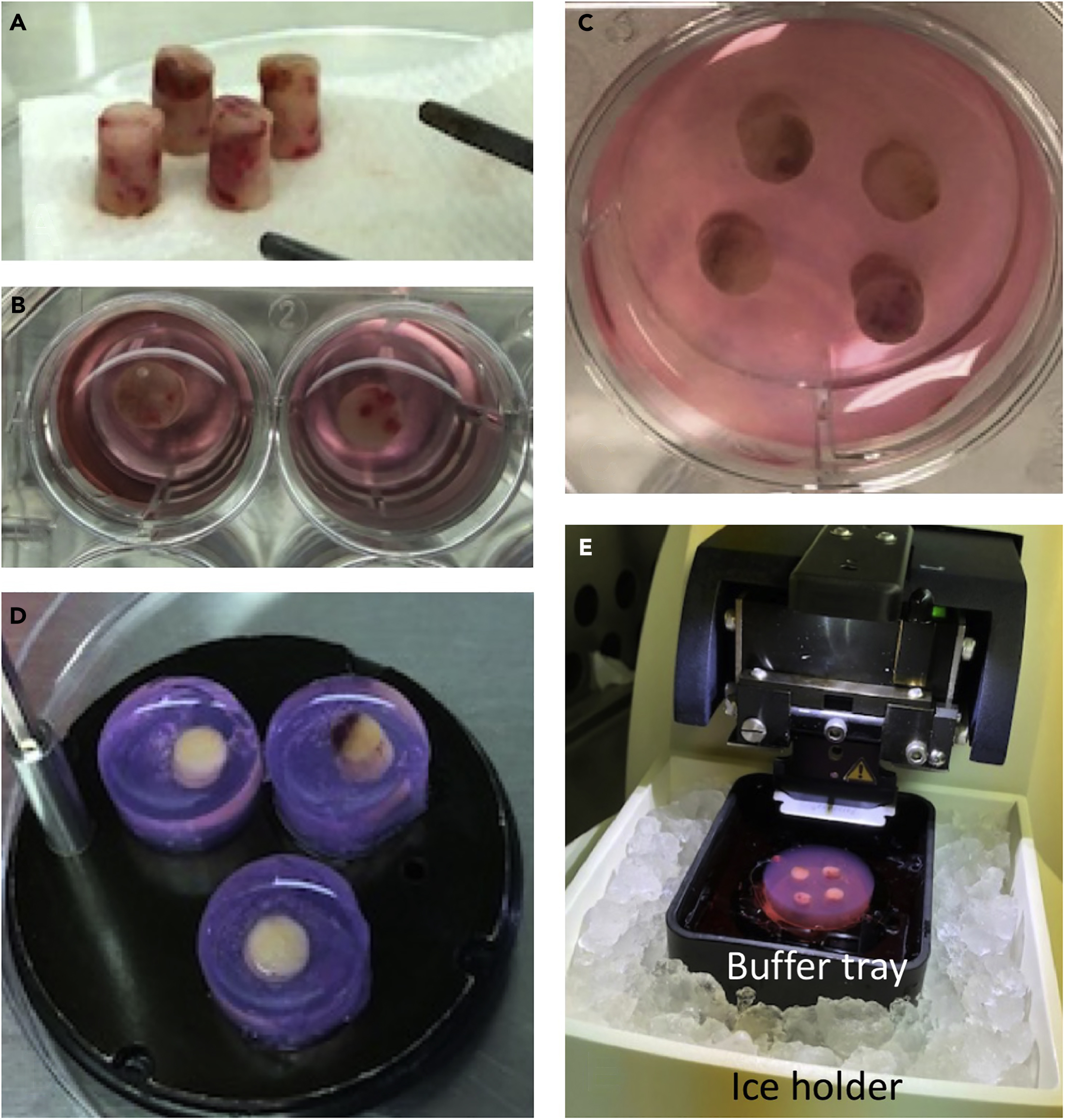 Cell Press: STAR Protocols