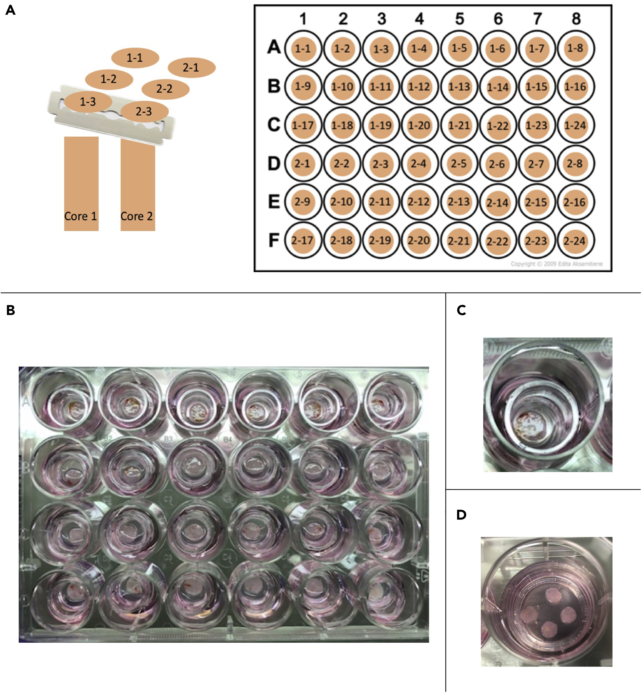 Cell Press: STAR Protocols