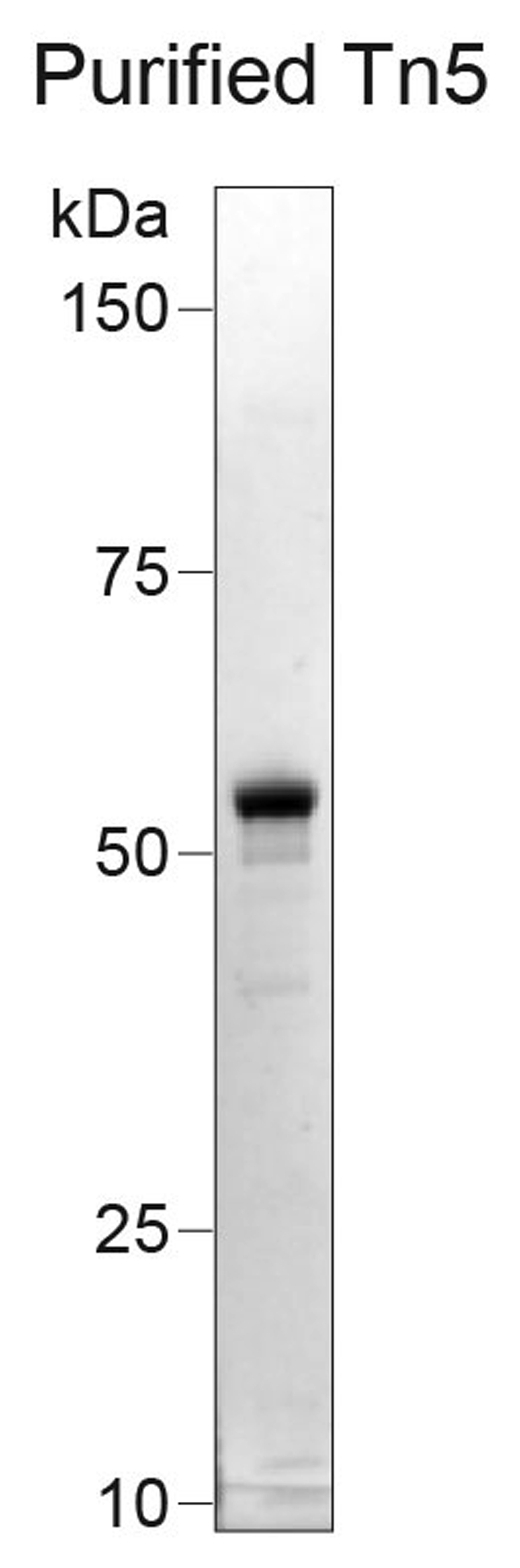 Cell Press: STAR Protocols