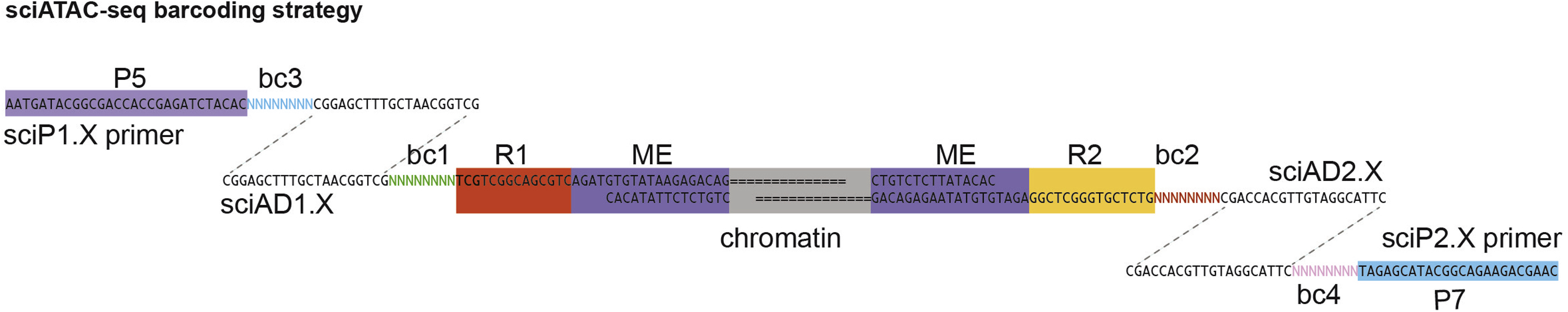 Cell Press: STAR Protocols