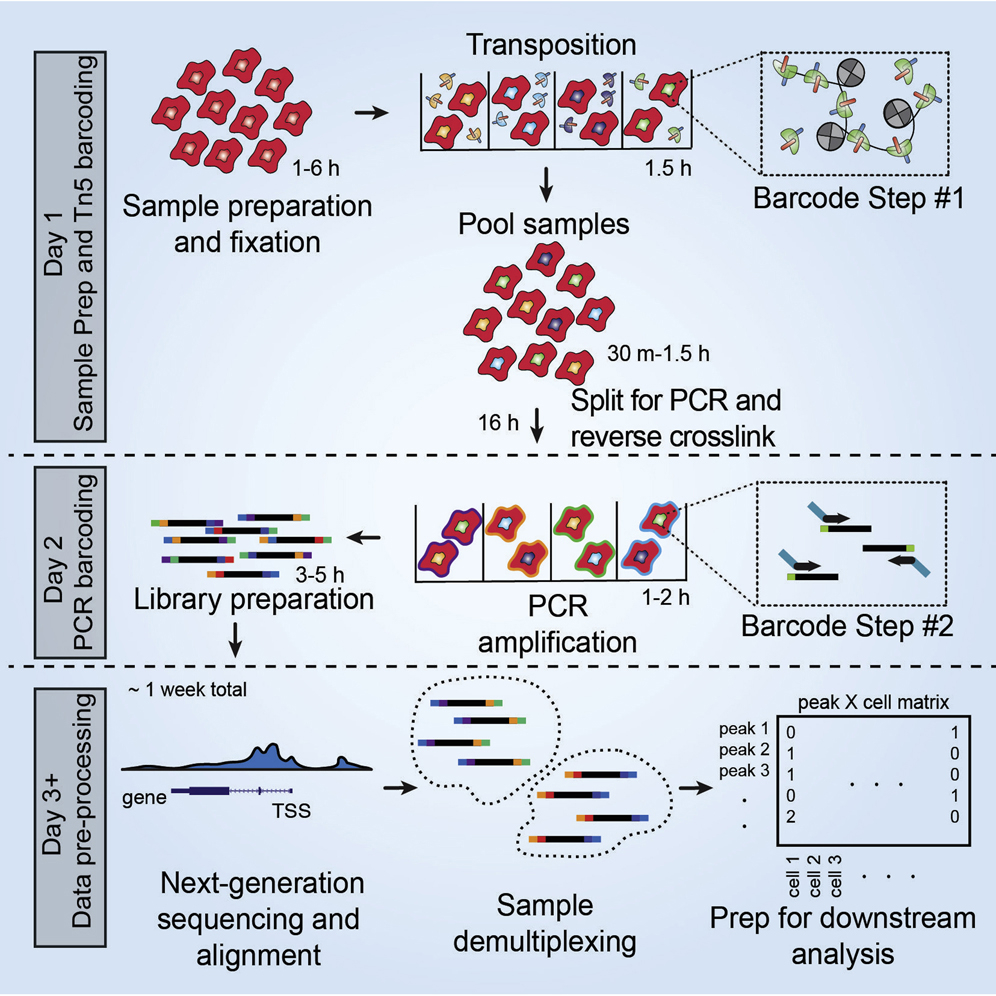 Cell Press: STAR Protocols