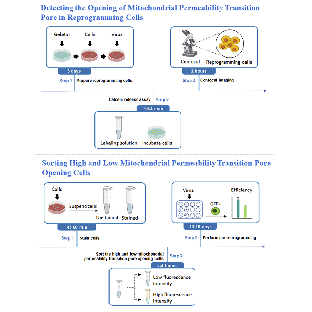 Cell Press: STAR Protocols