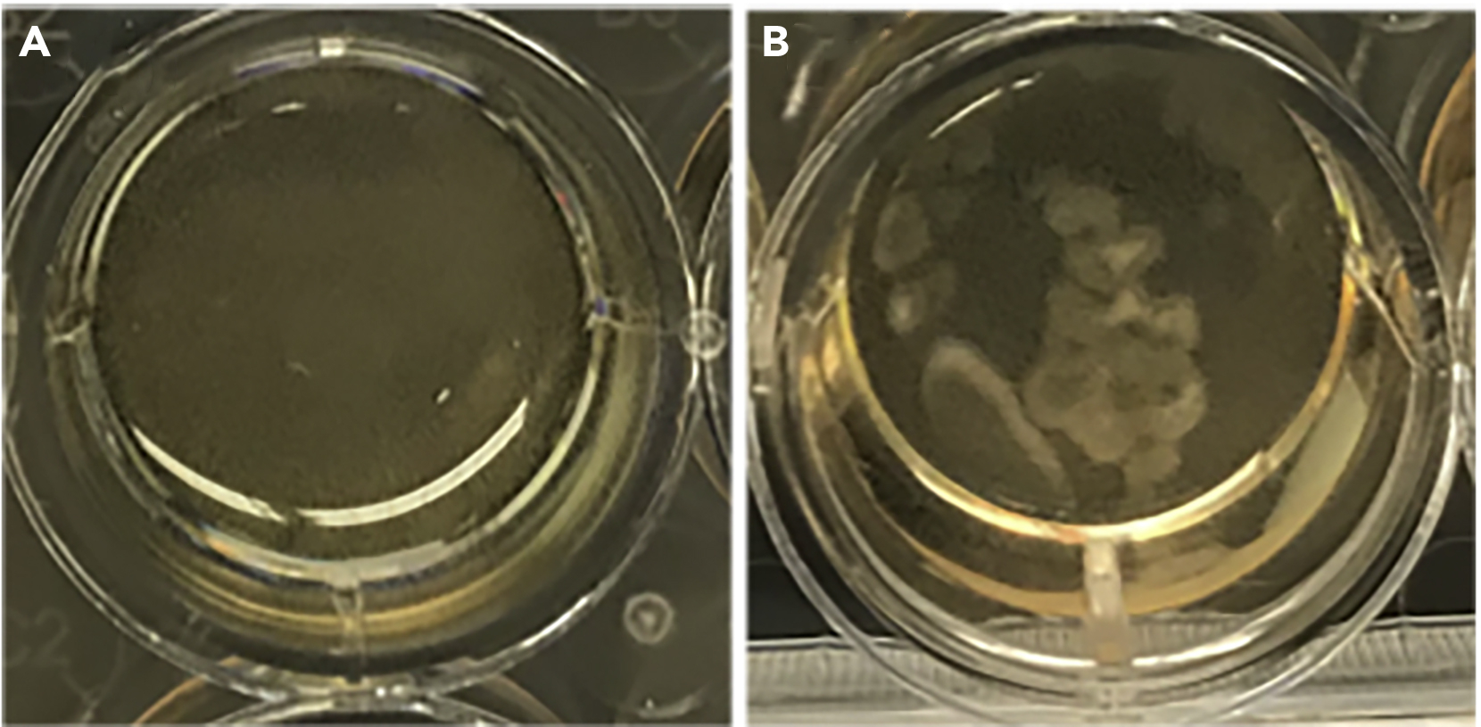 Cell Press: STAR Protocols