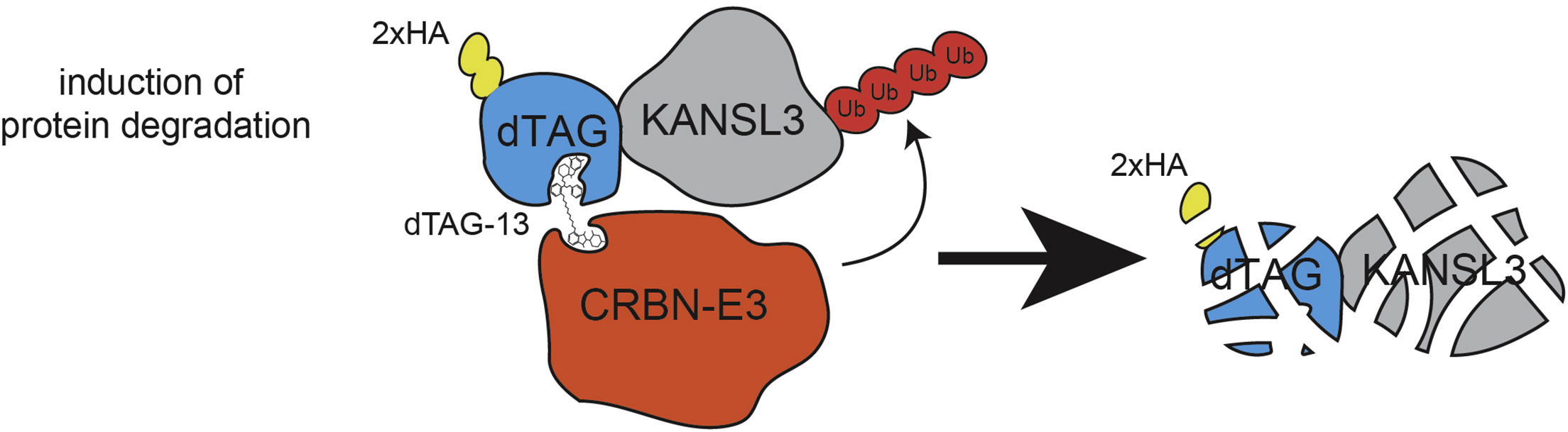 Cell Press: STAR Protocols