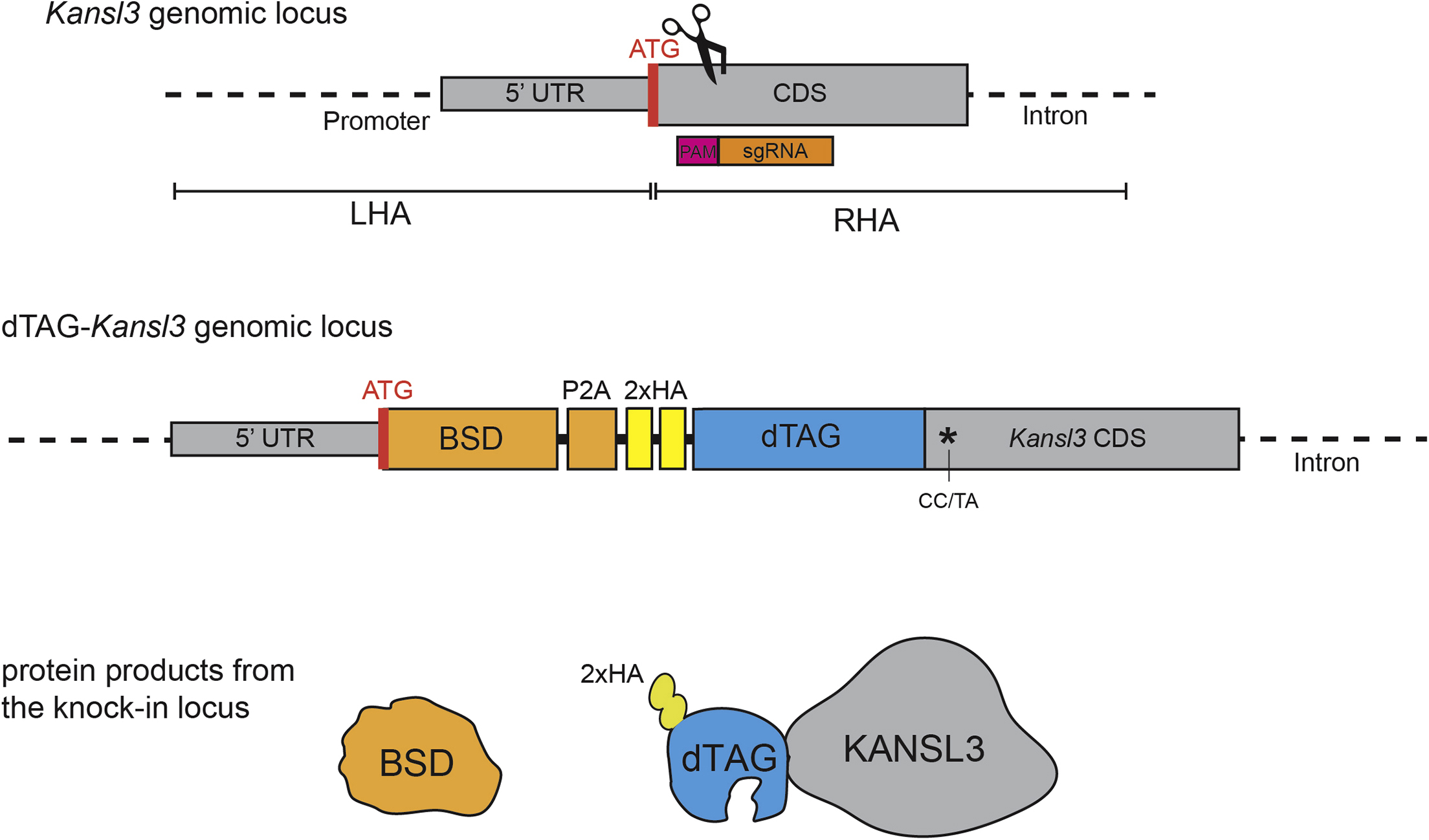 Cell Press: STAR Protocols