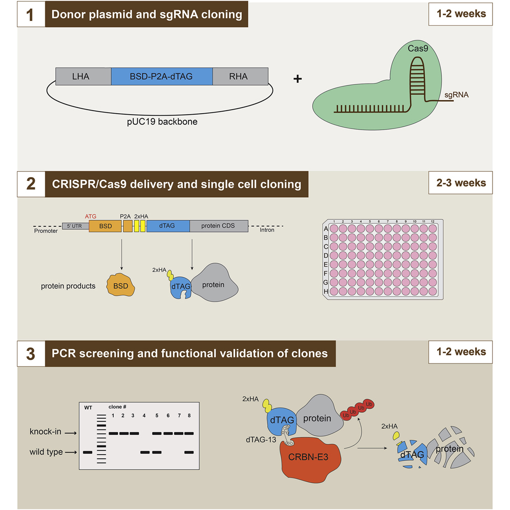 Cell Press: STAR Protocols