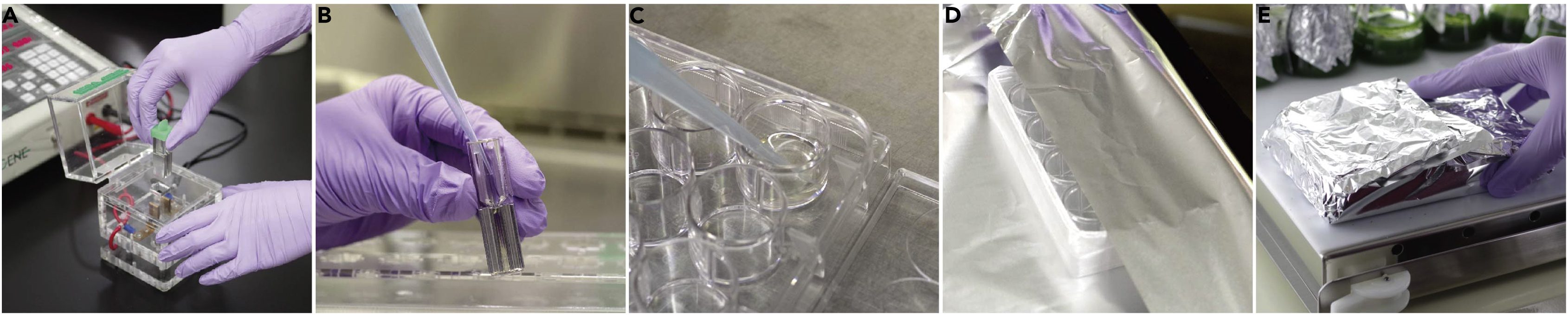 Cell Press: STAR Protocols
