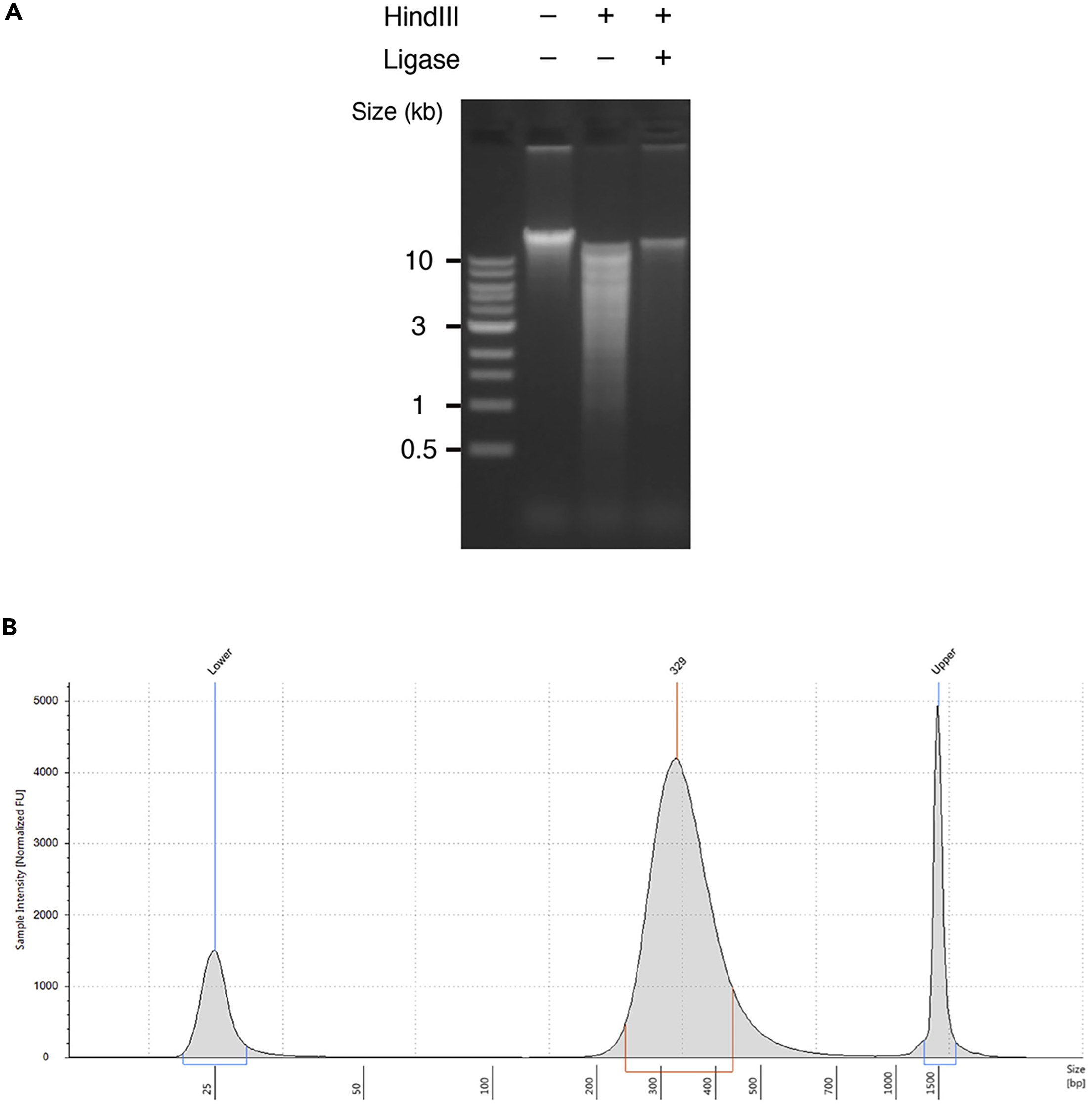Cell Press: STAR Protocols