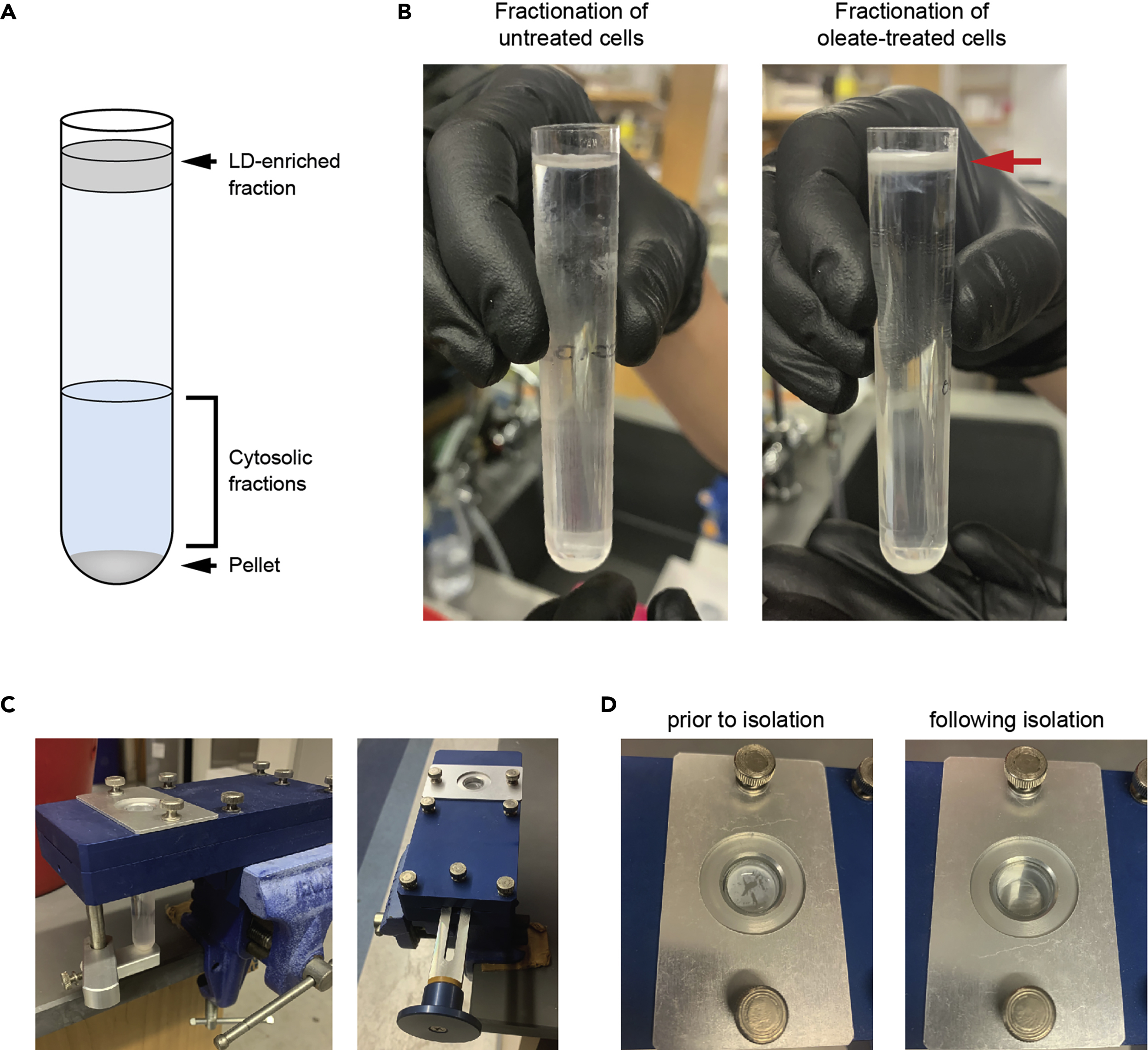 Cell Press: STAR Protocols