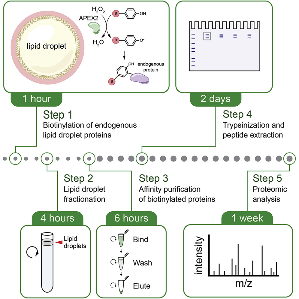 Cell Press: STAR Protocols