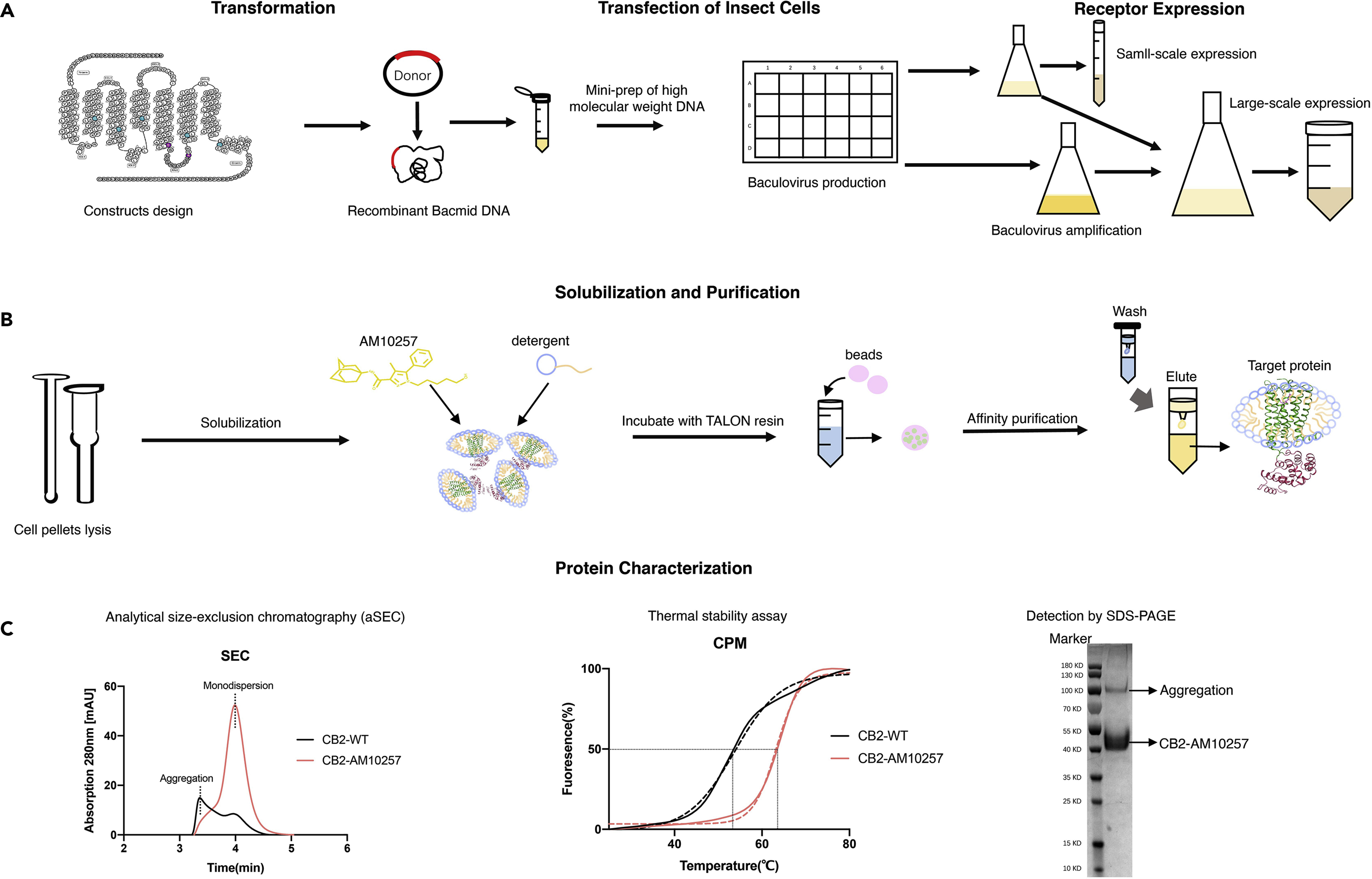 Cell Press: STAR Protocols