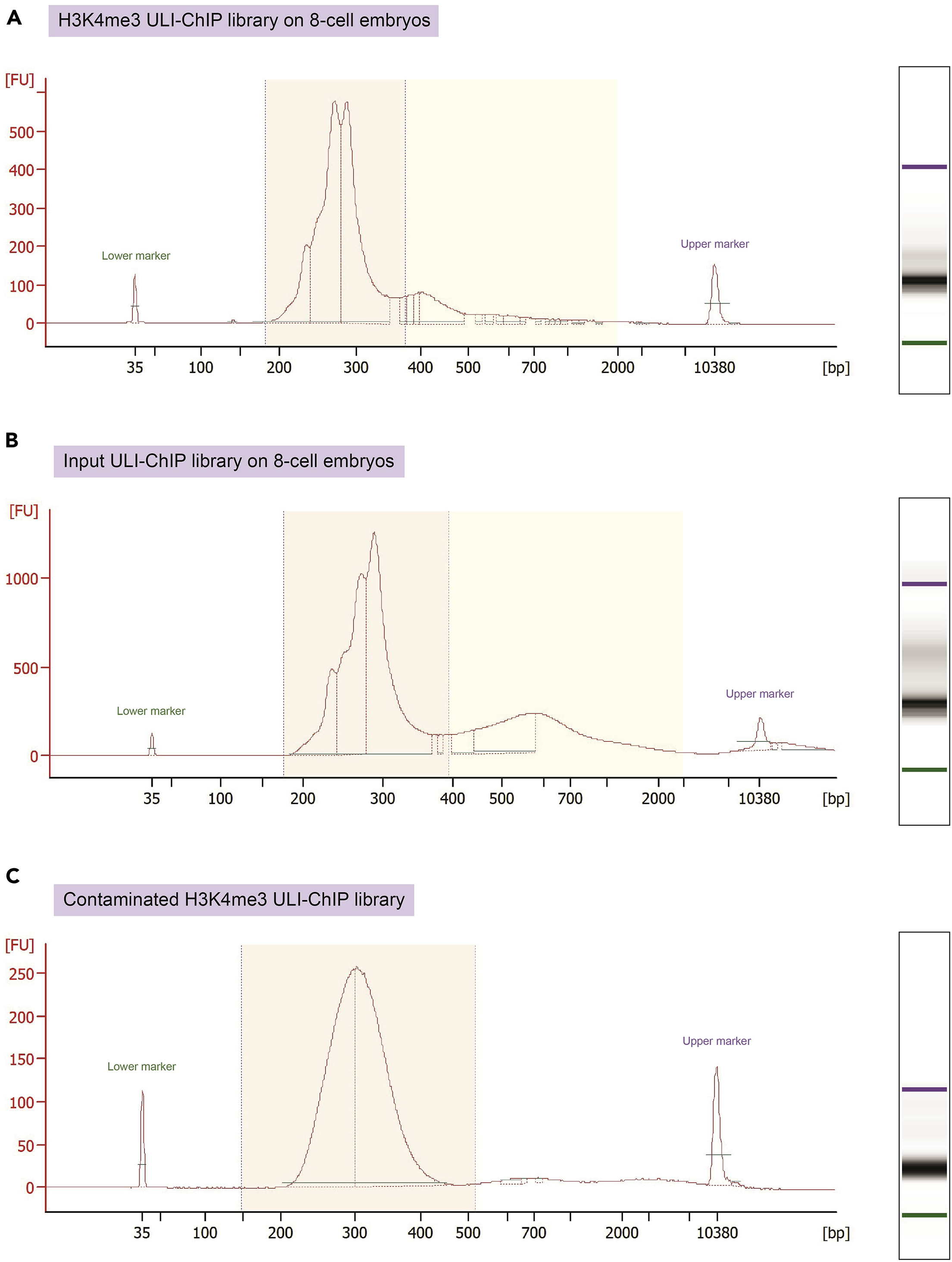 Cell Press: STAR Protocols