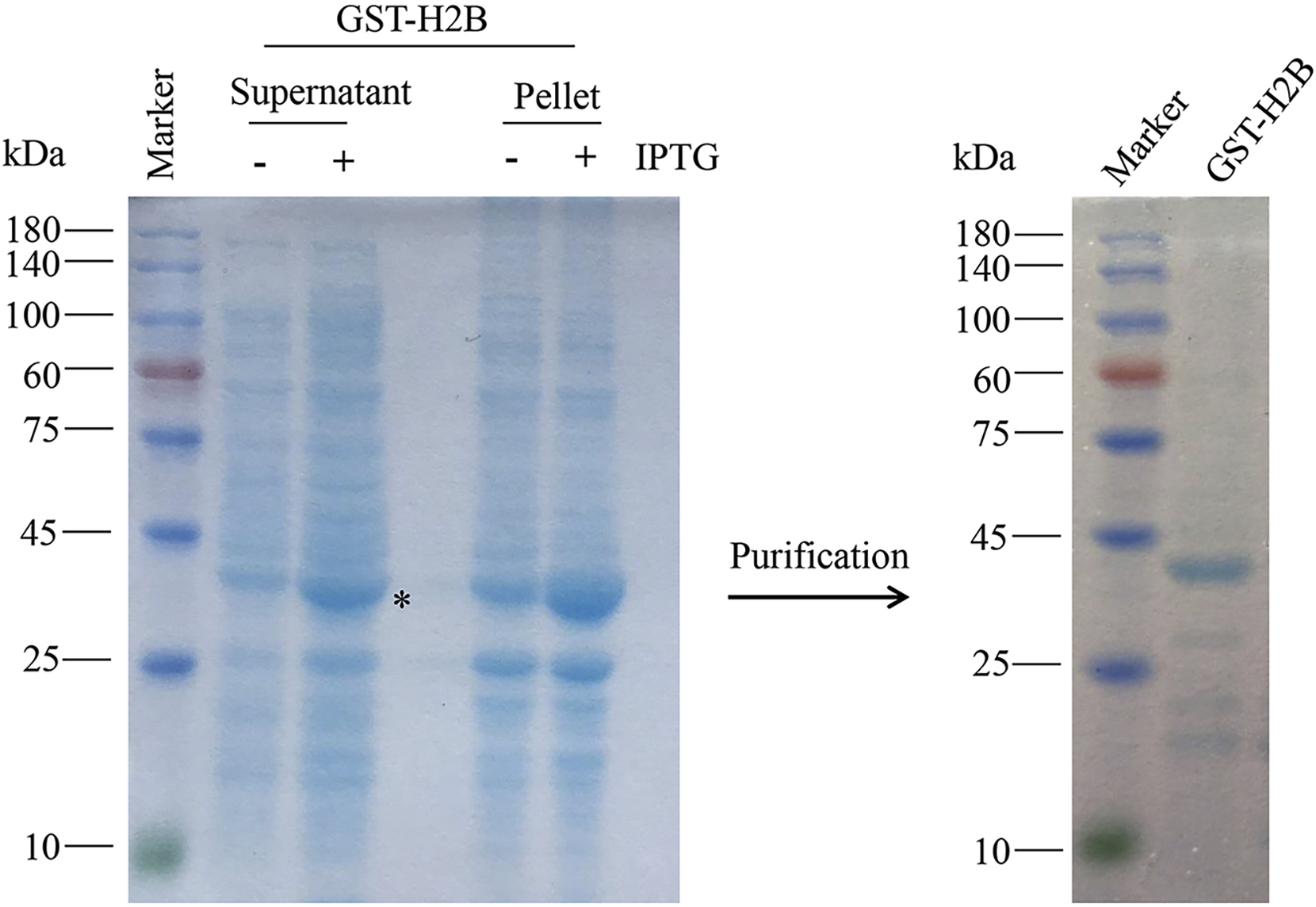Cell Press: STAR Protocols