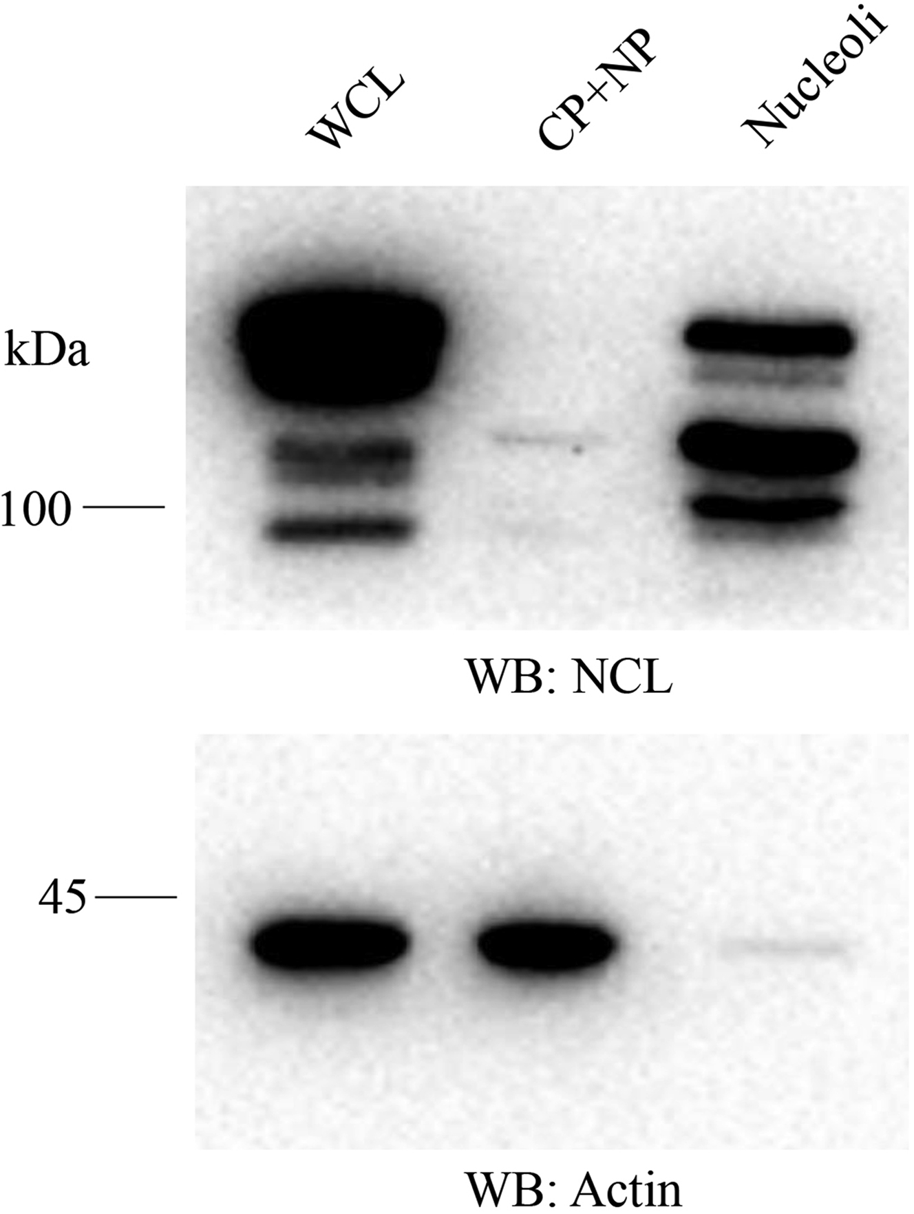 Cell Press: STAR Protocols