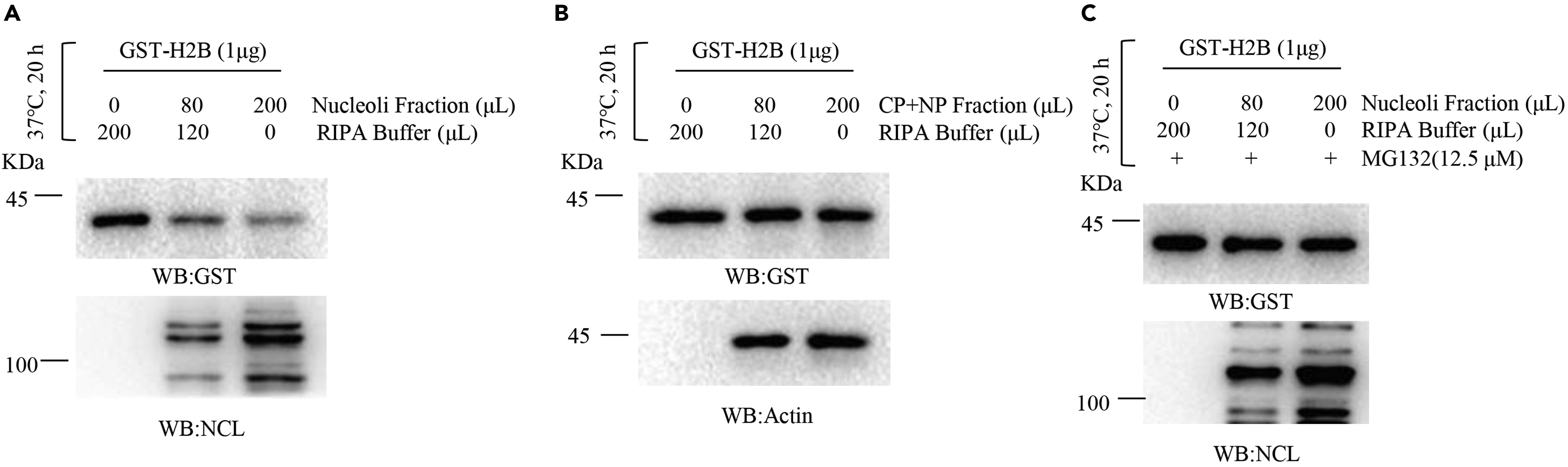 Cell Press: STAR Protocols