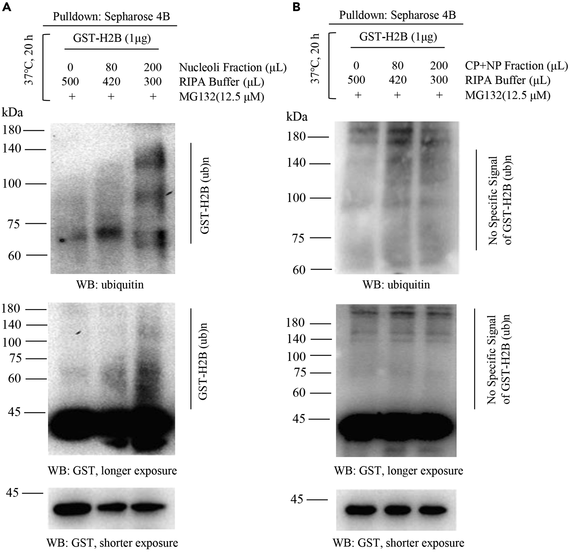 Cell Press: STAR Protocols