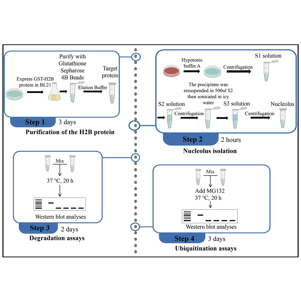 Cell Press: STAR Protocols