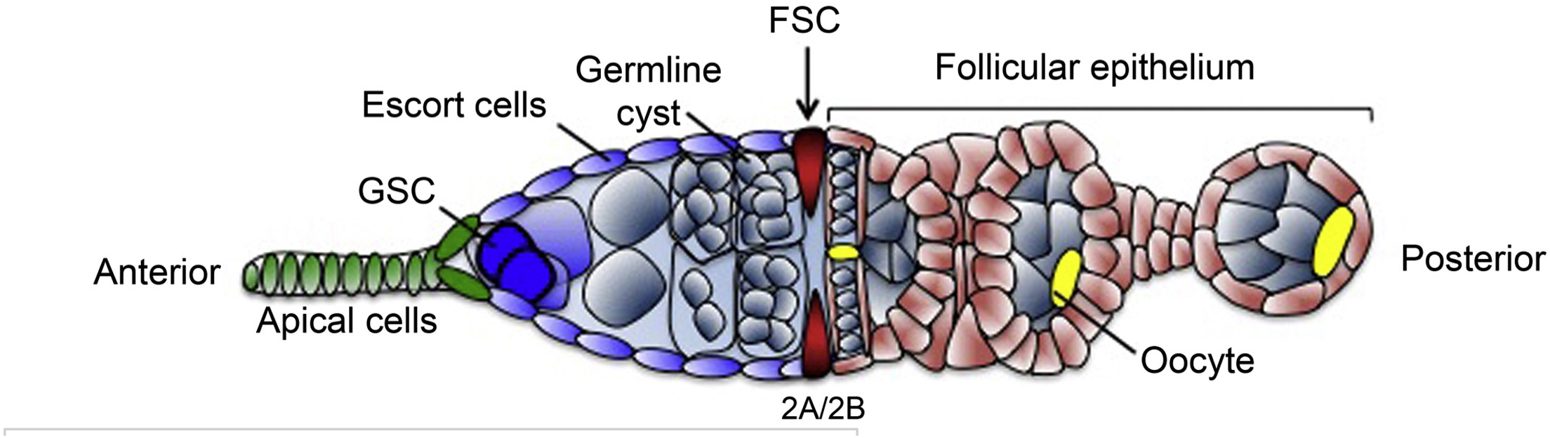 Cell Press: STAR Protocols