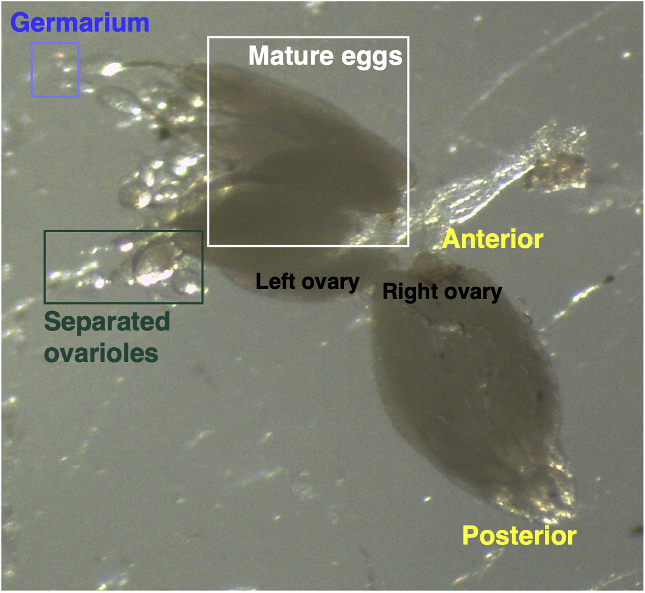 Cell Press: STAR Protocols
