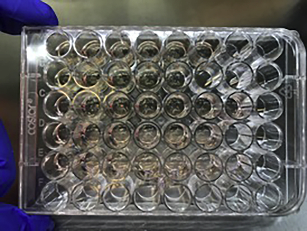 Cell Press: STAR Protocols