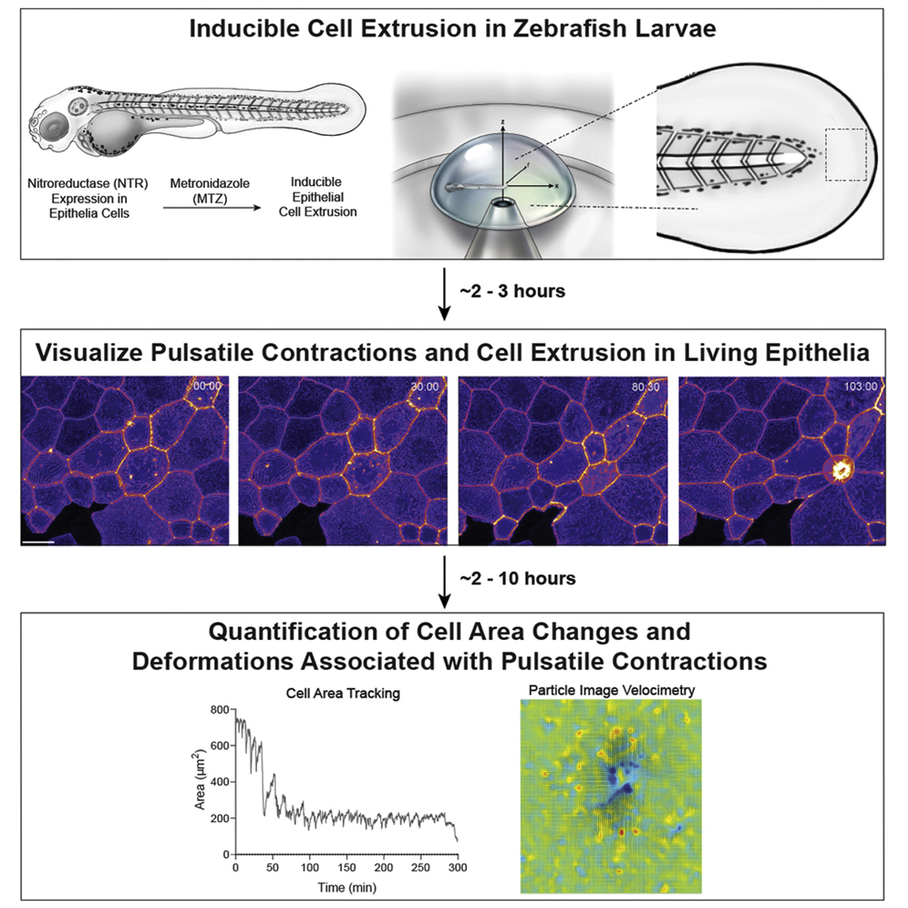 Cell Press: STAR Protocols