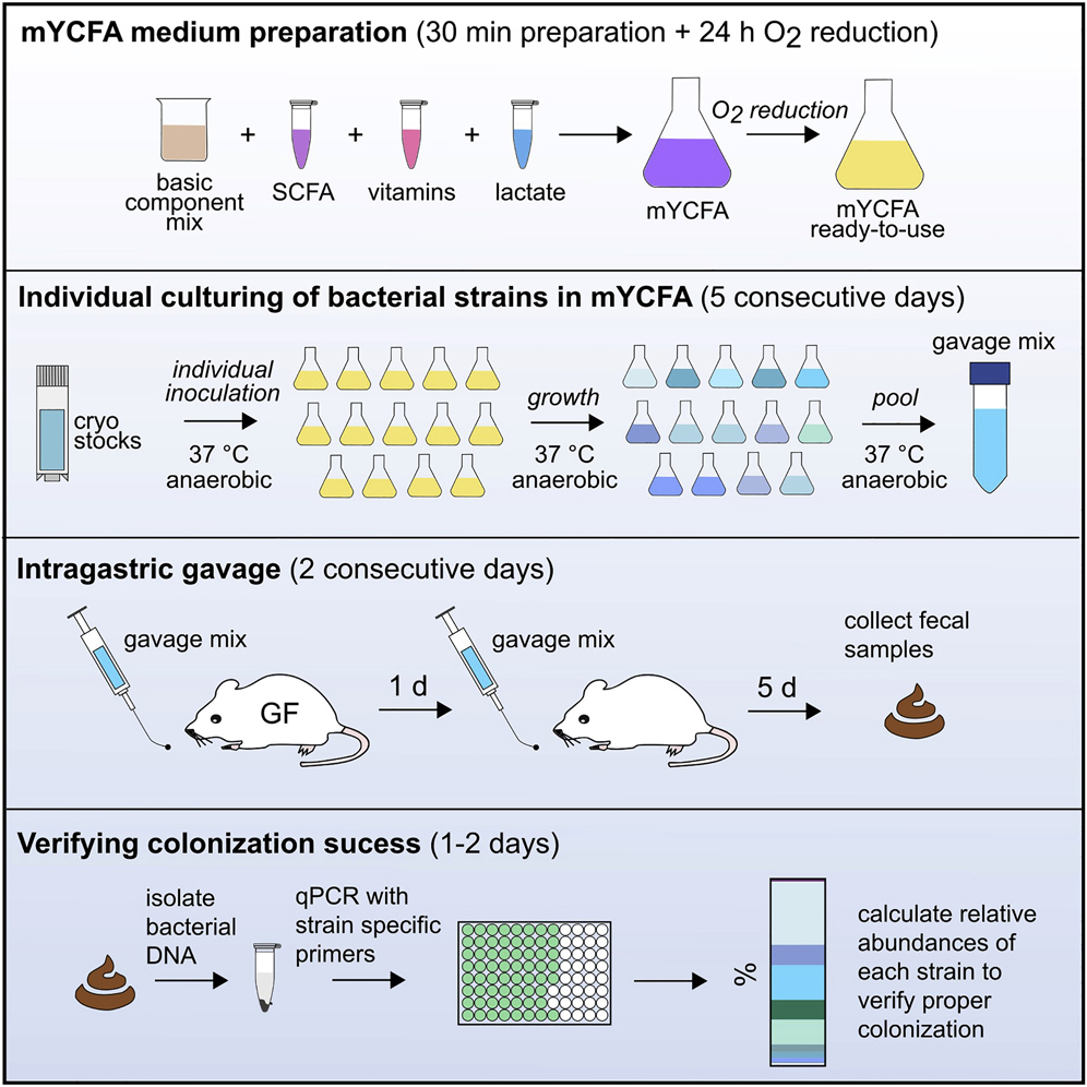 Cell Press: STAR Protocols