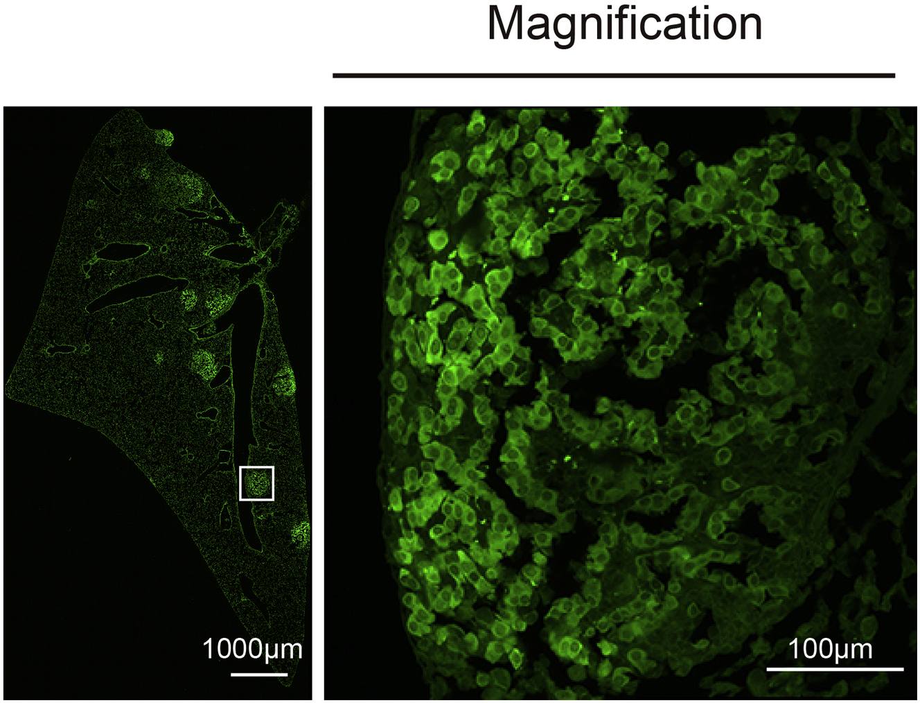 Cell Press: STAR Protocols