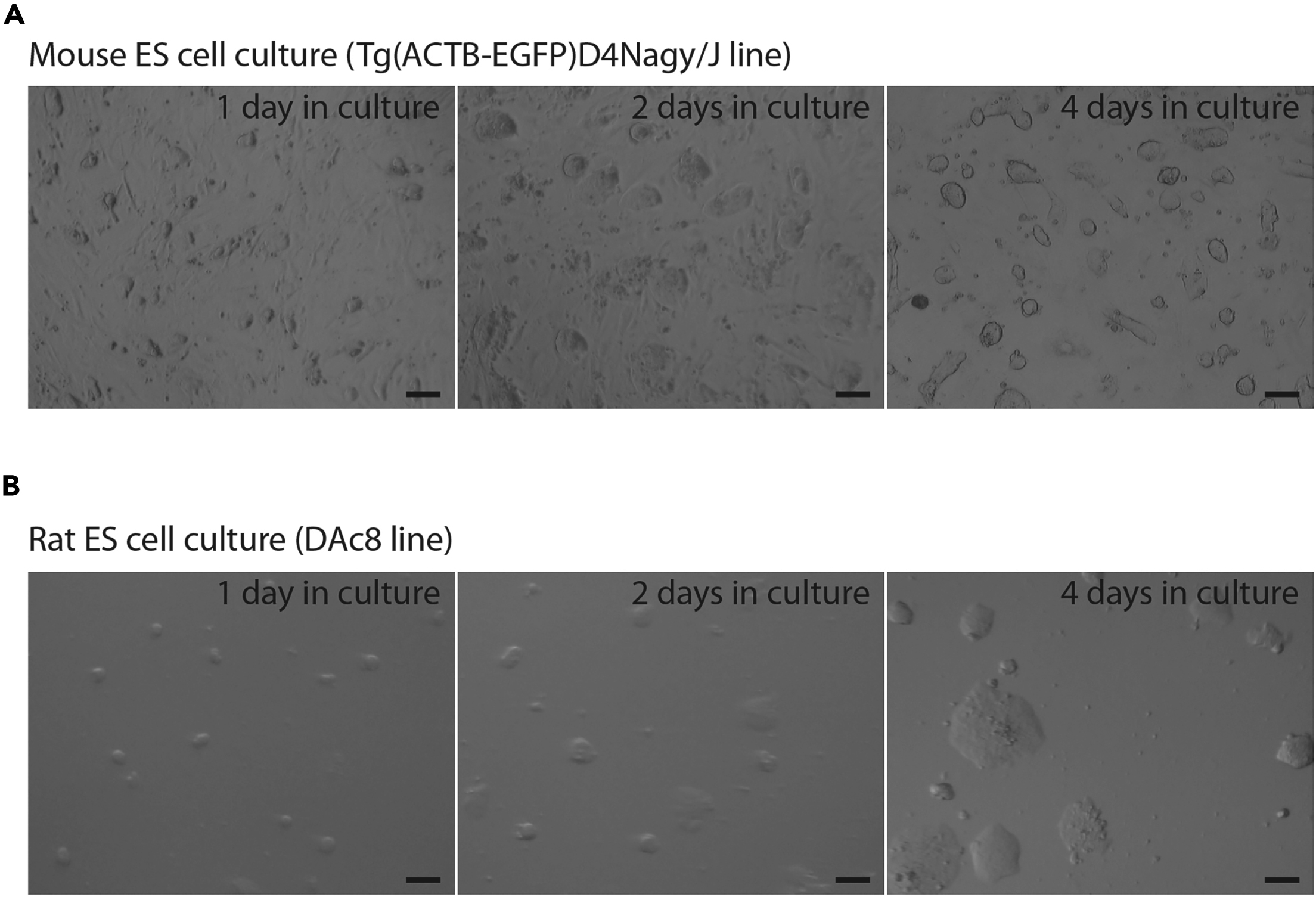 Cell Press: STAR Protocols