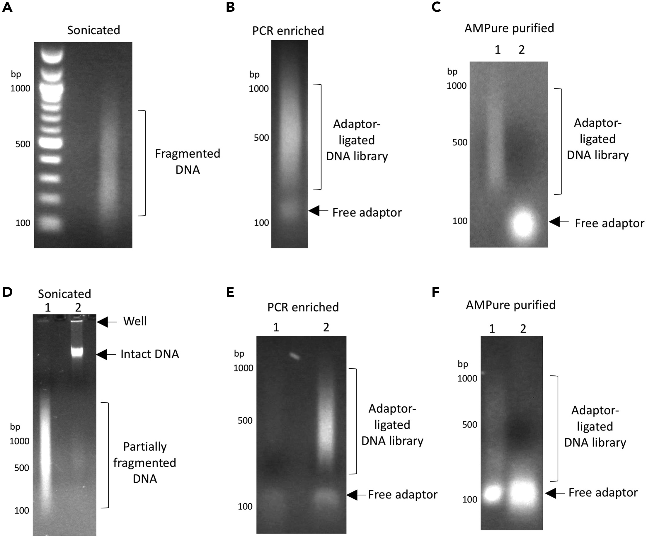 Cell Press: STAR Protocols
