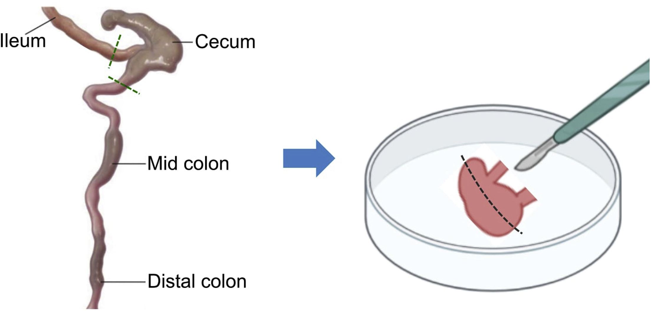 Cell Press: STAR Protocols