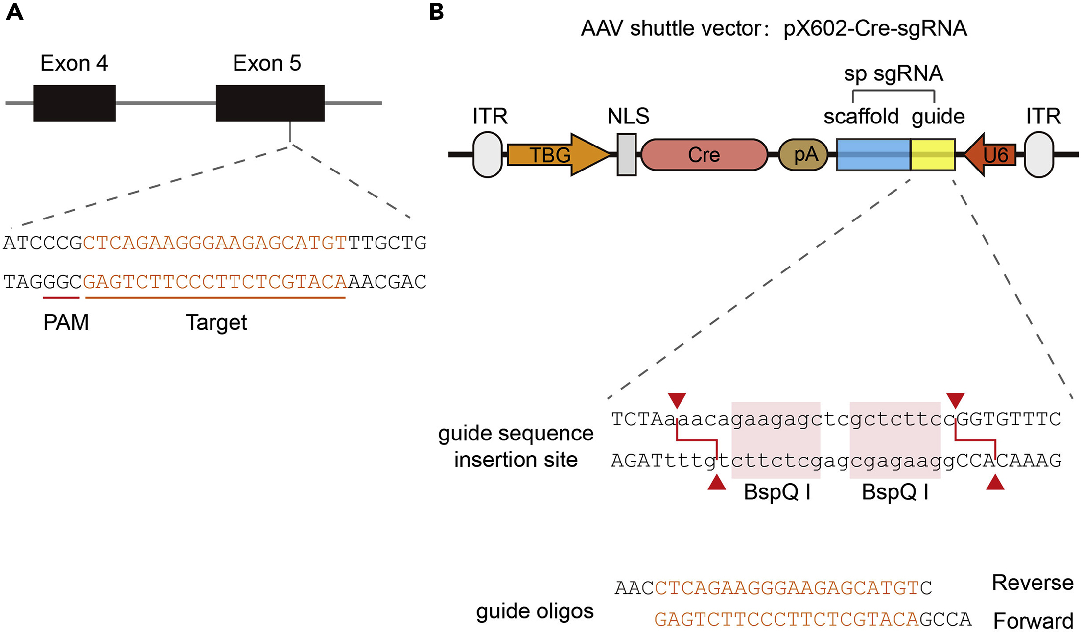 Cell Press: STAR Protocols
