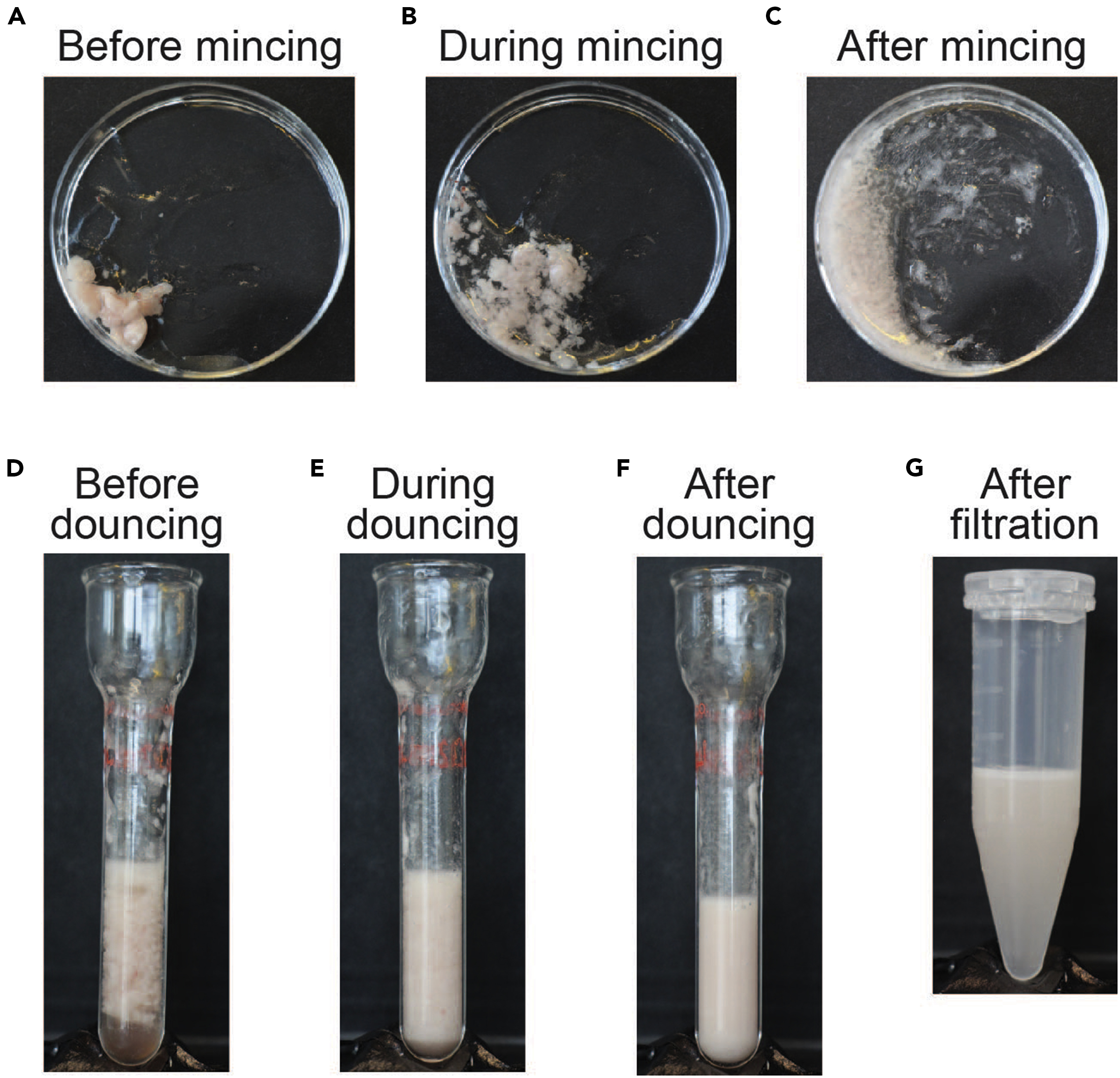 Cell Press: STAR Protocols