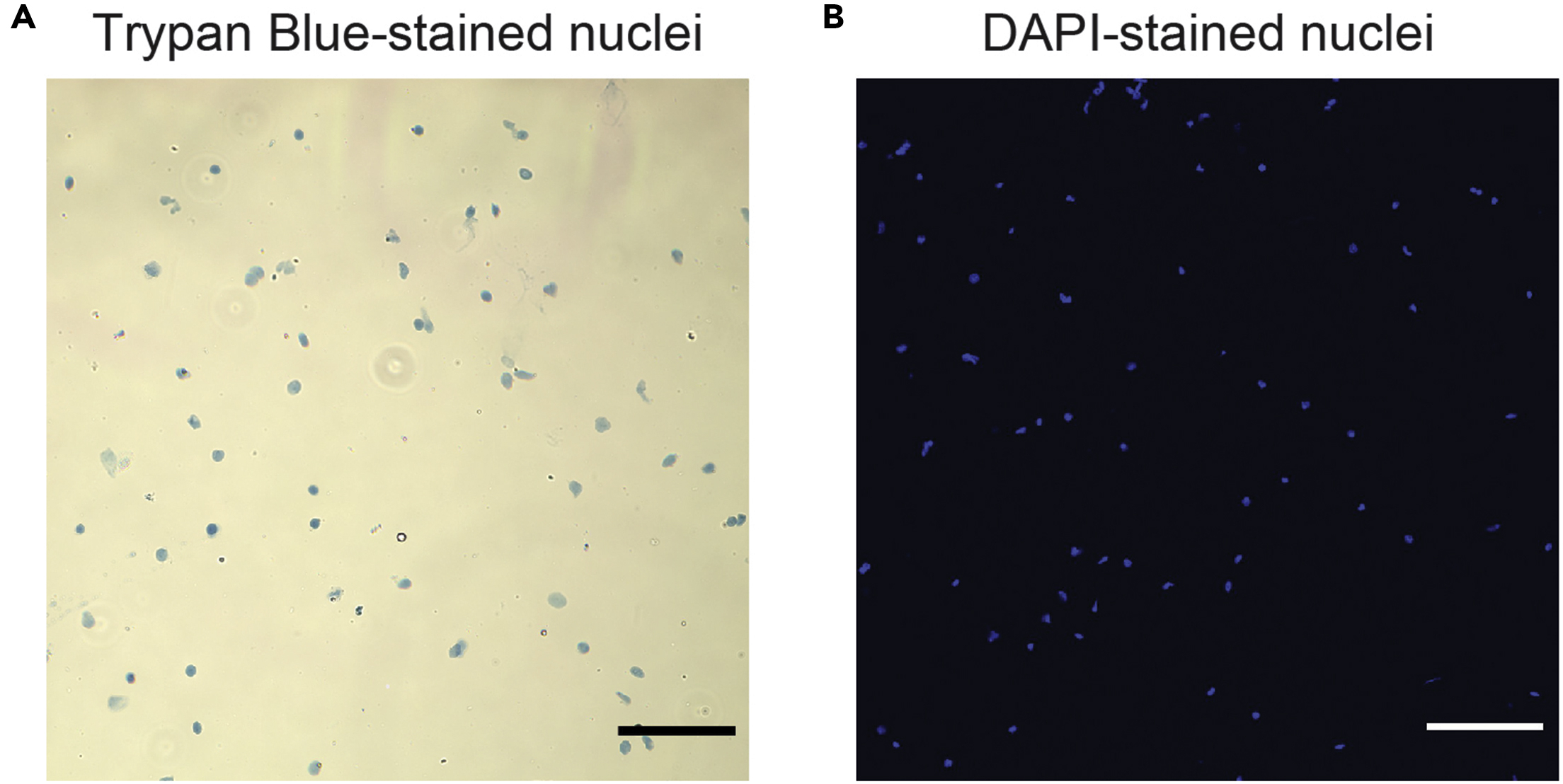 Cell Press: STAR Protocols