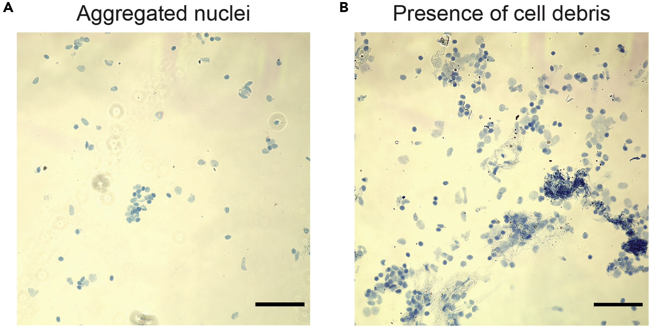 Cell Press: STAR Protocols